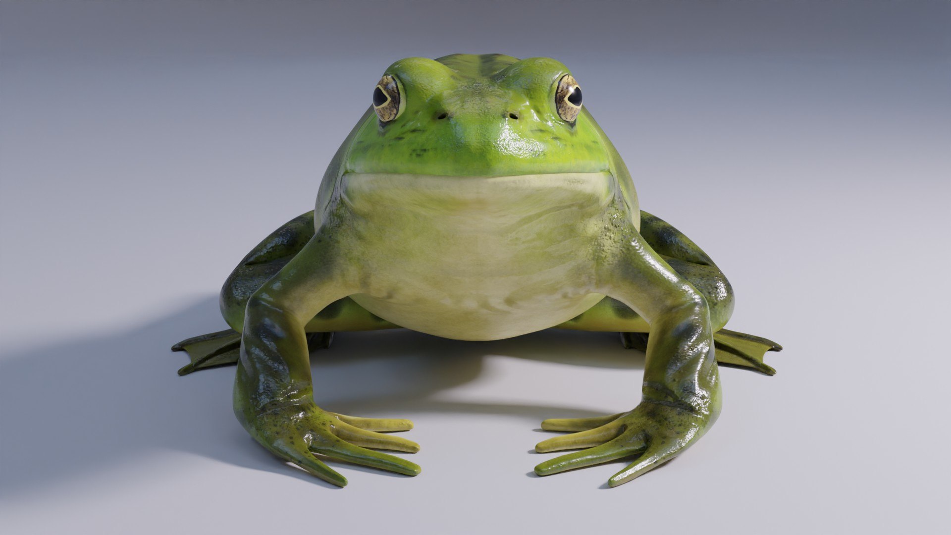 American Bullfrog - Animated 3D Model - TurboSquid 1767297