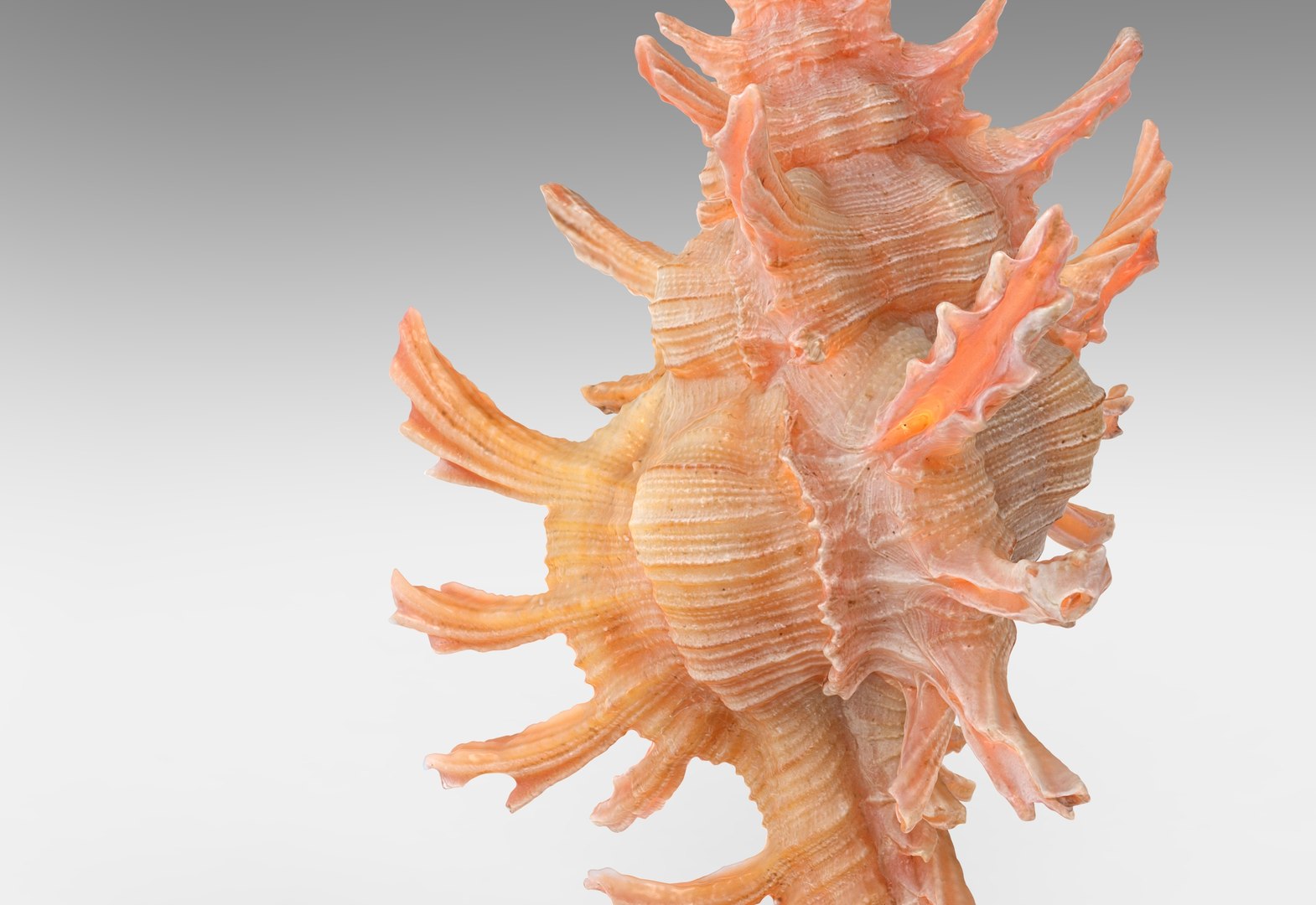 3D Sea Shells set 2 - TurboSquid 2079085