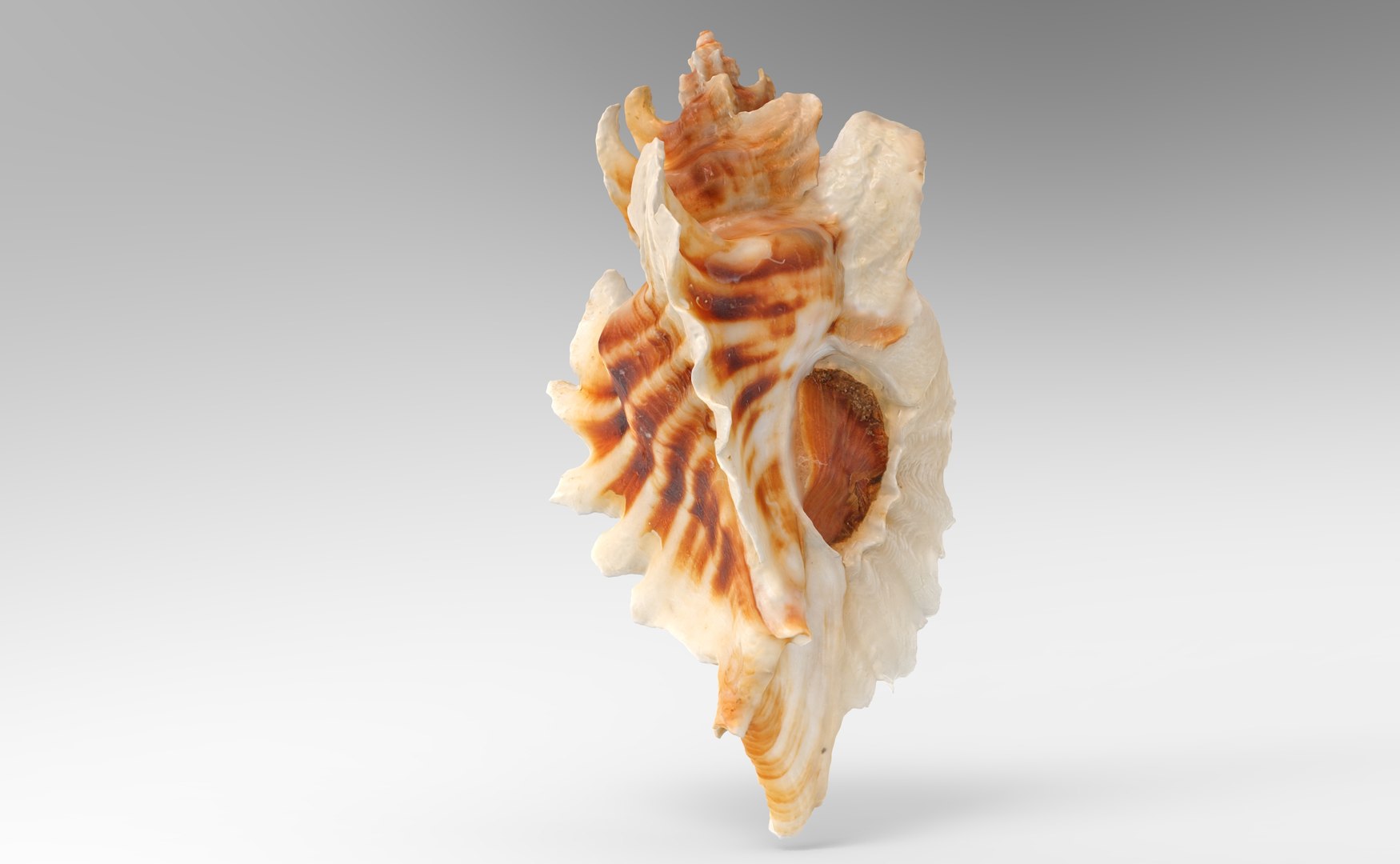 3D Sea Shells set 2 - TurboSquid 2079085