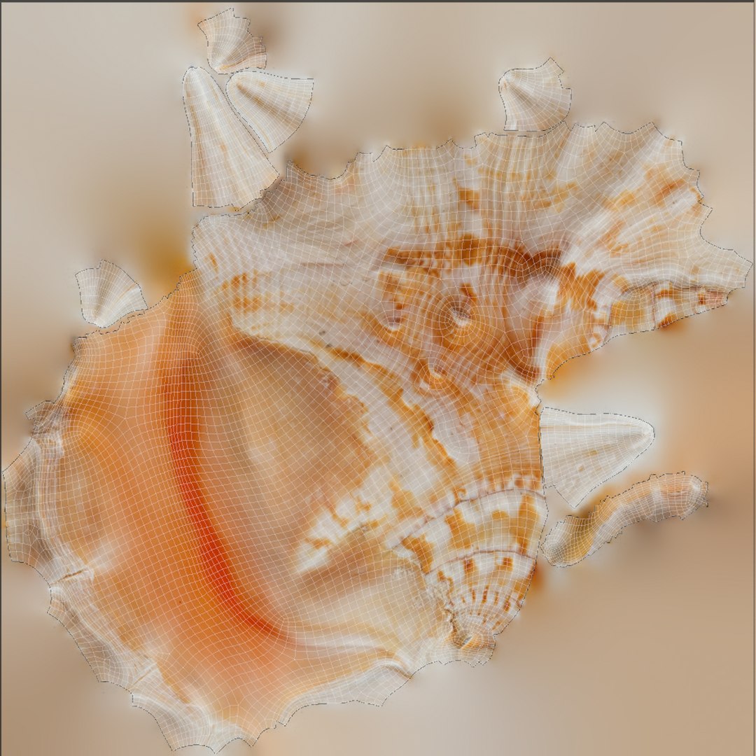 3D Sea Shells set 2 - TurboSquid 2079085