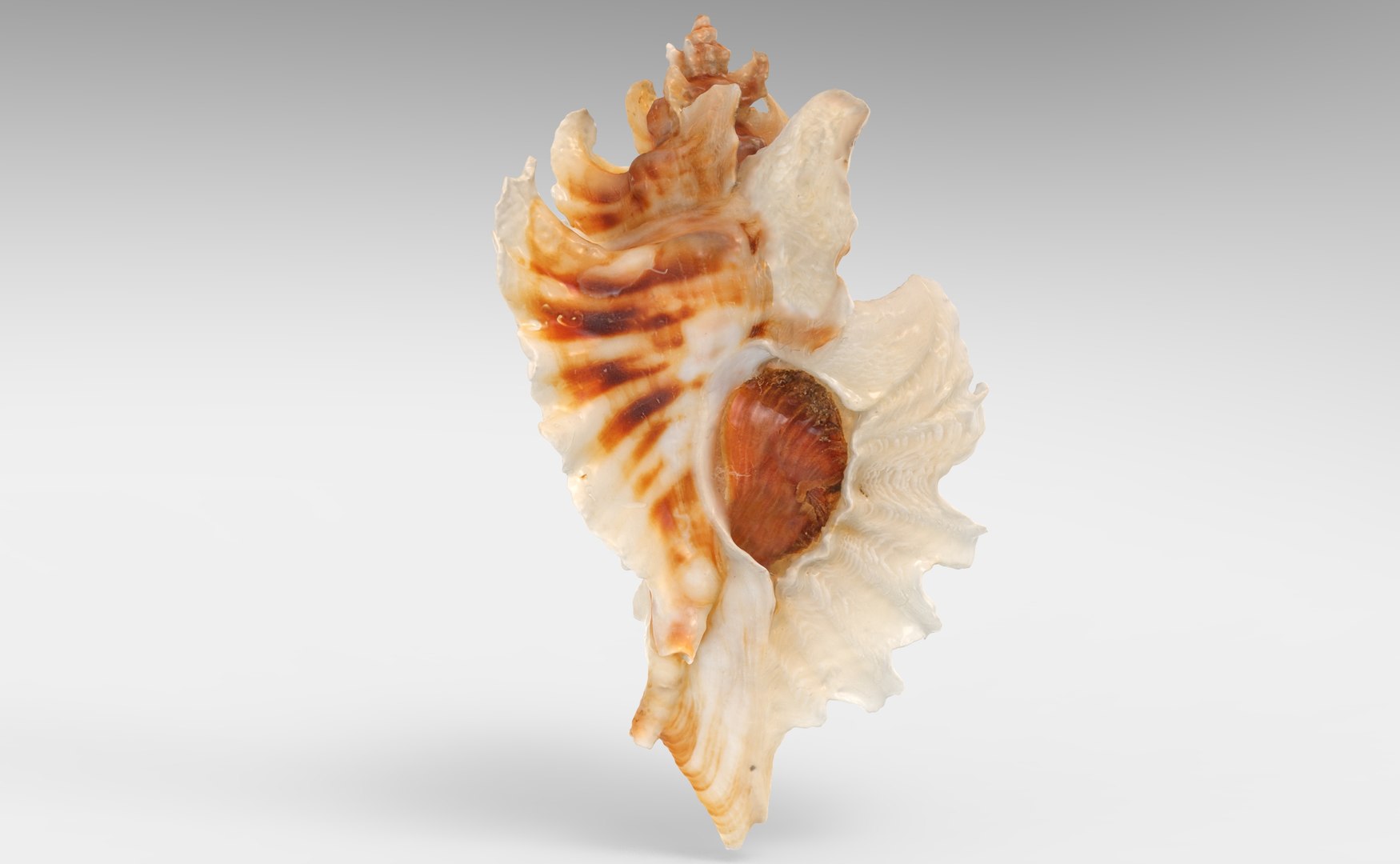 3D Sea Shells set 2 - TurboSquid 2079085