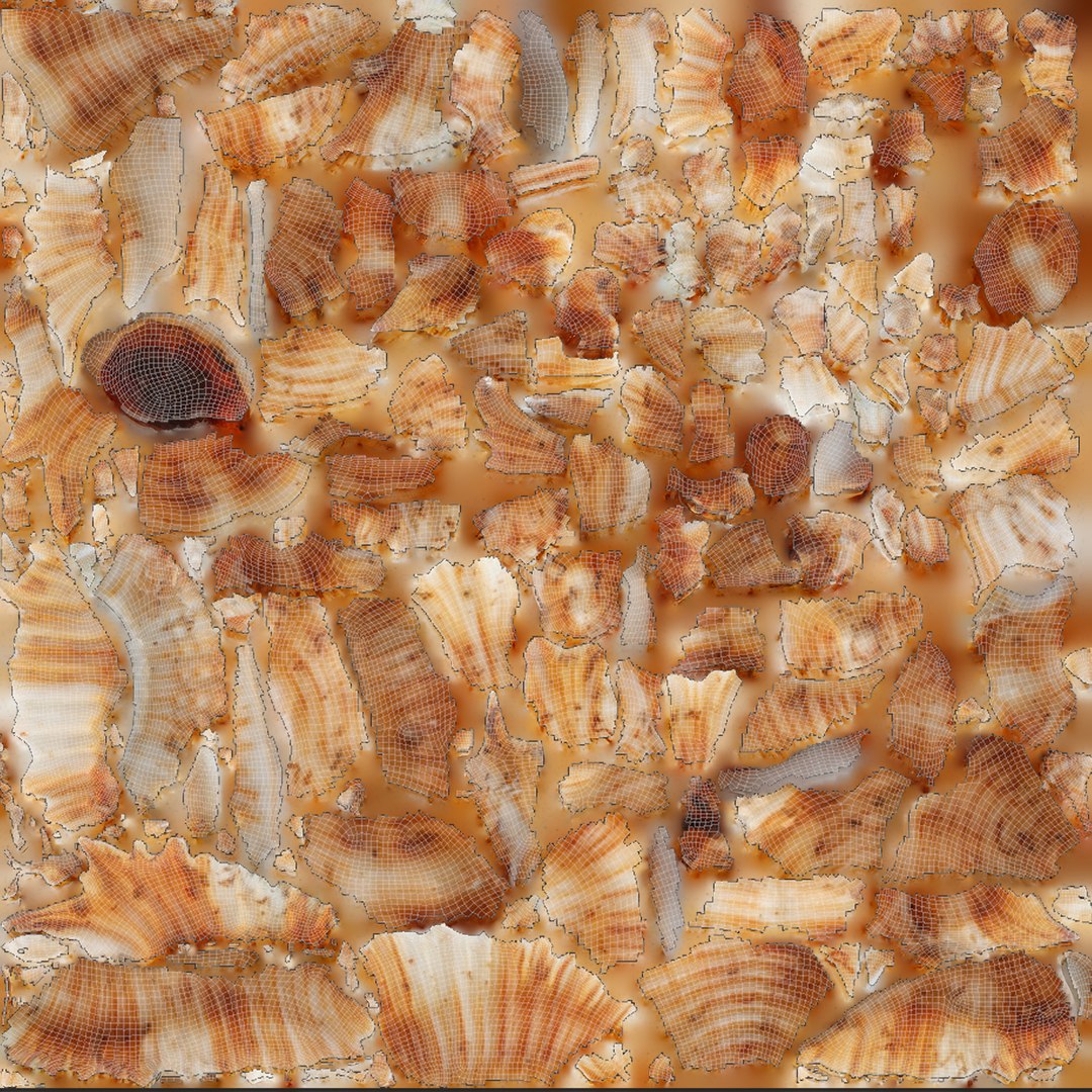 3D Sea Shells set 2 - TurboSquid 2079085