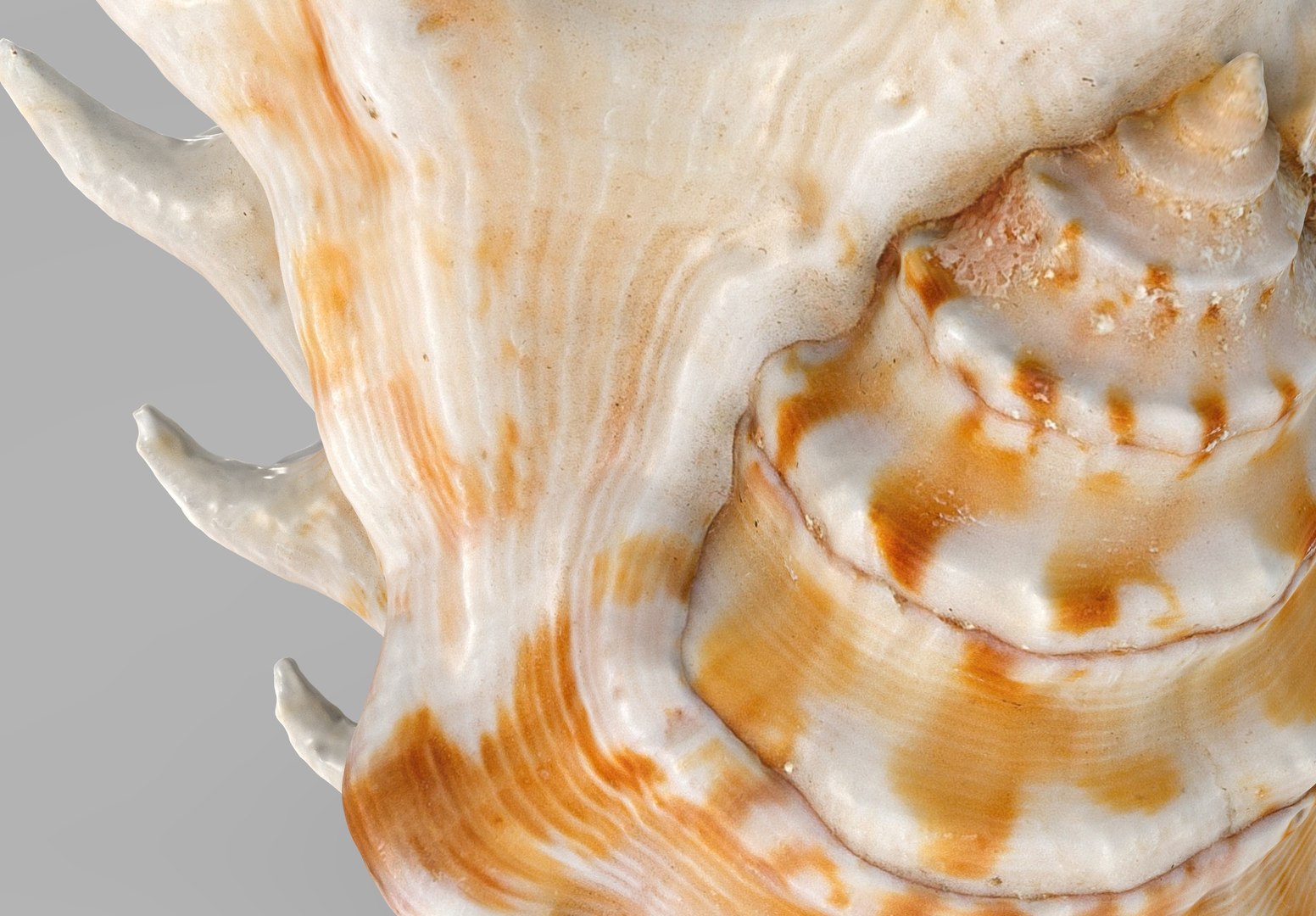 3D Sea Shells set 2 - TurboSquid 2079085