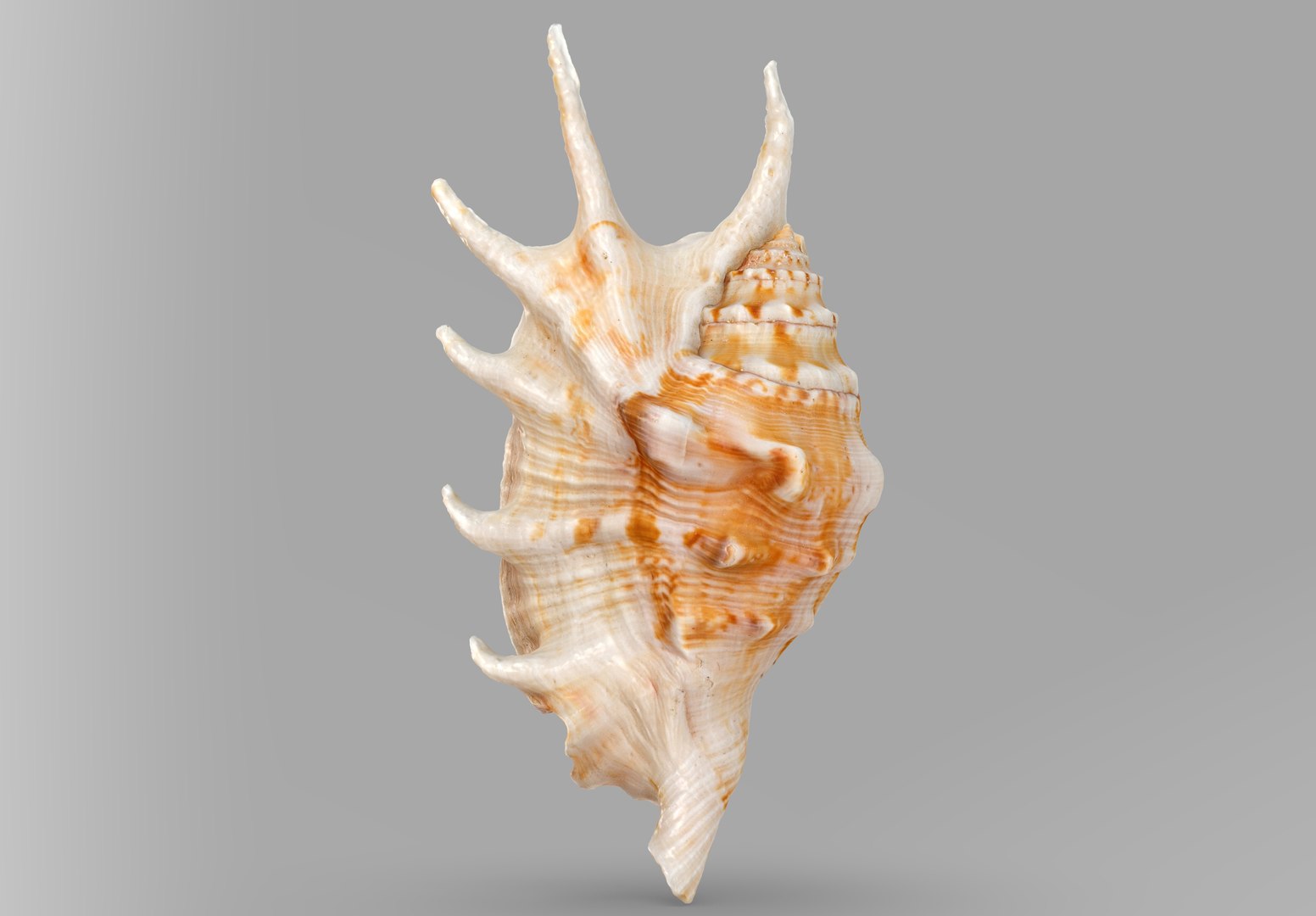 3D Sea Shells set 2 - TurboSquid 2079085