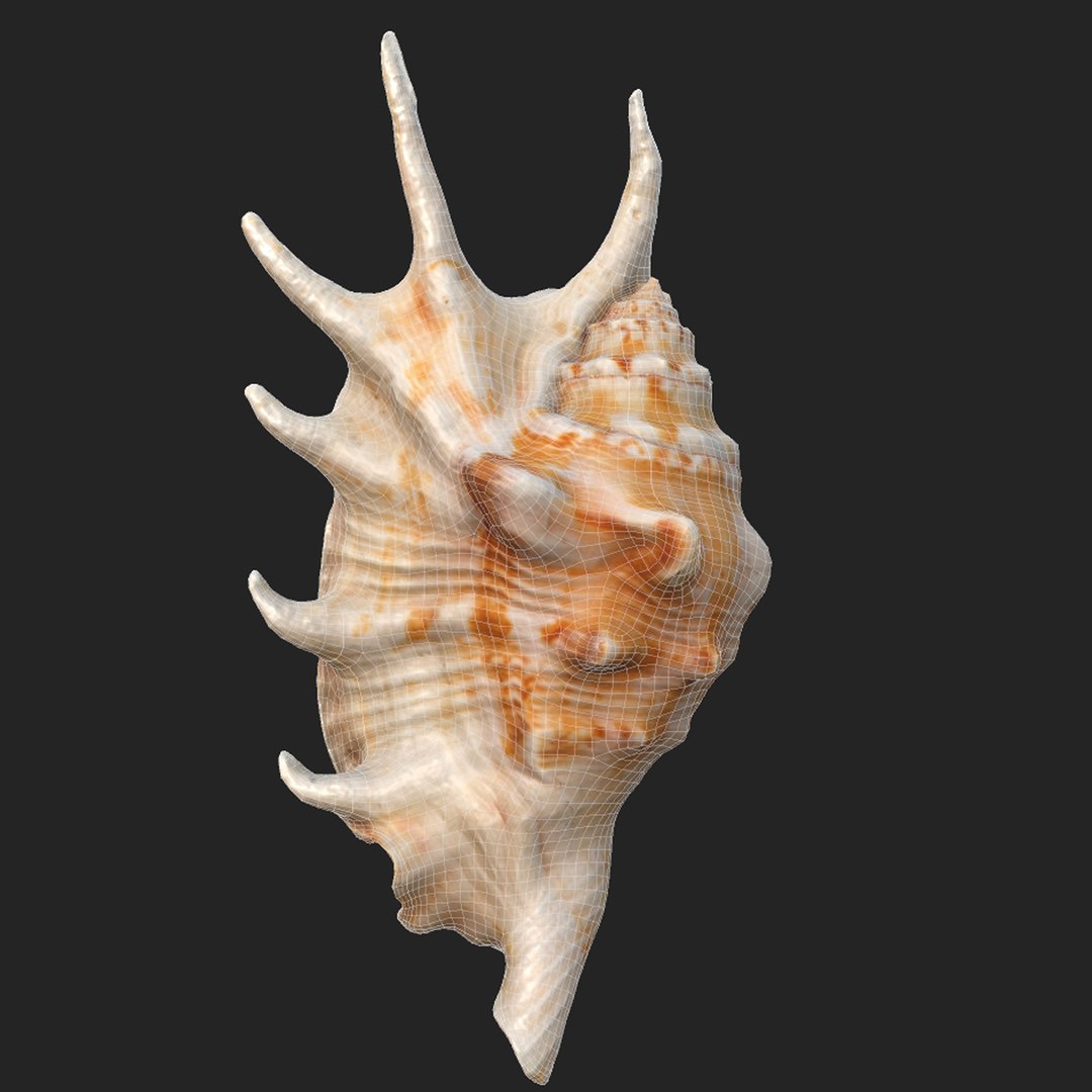 3D Sea Shells set 2 - TurboSquid 2079085