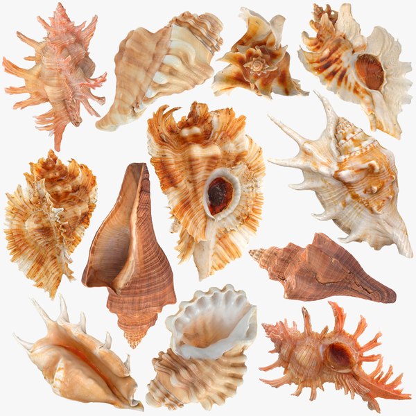Conch Shell 3D Models for Download | TurboSquid