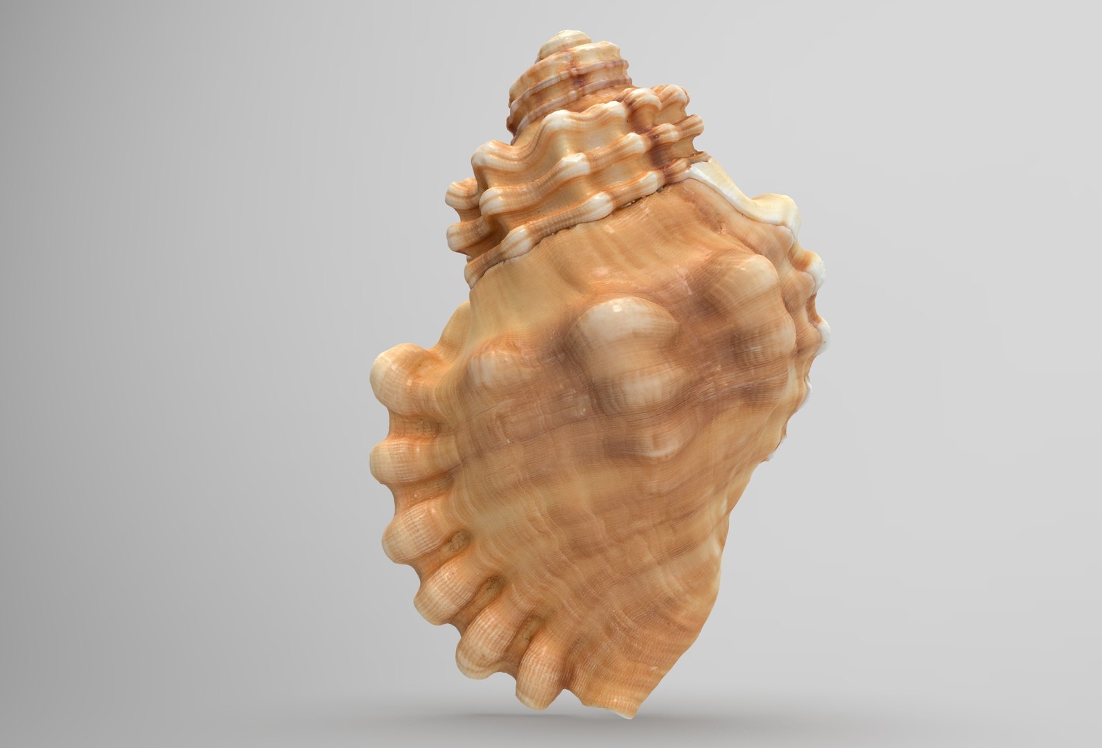 3D Sea Shells set 2 - TurboSquid 2079085