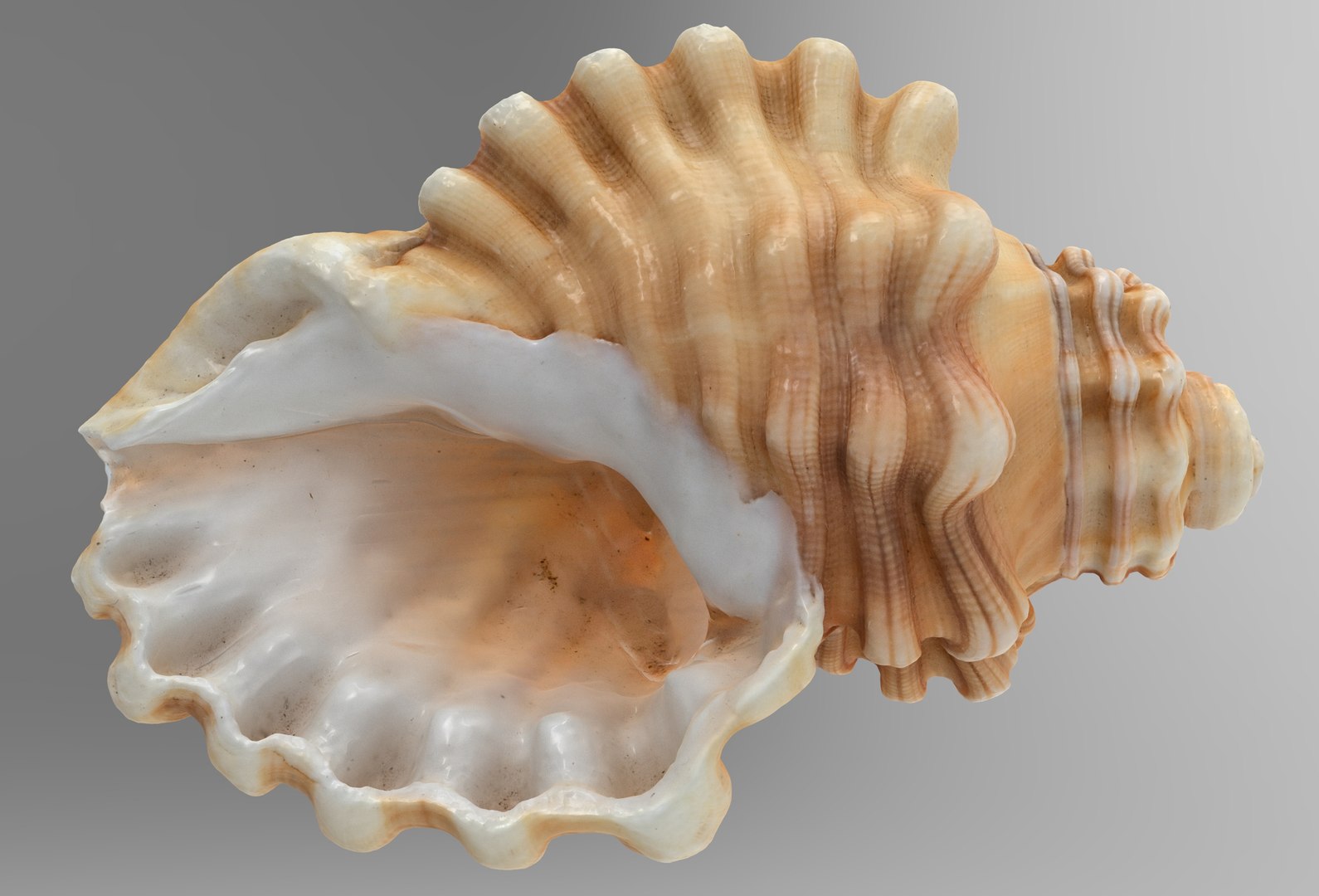 3D Sea Shells set 2 - TurboSquid 2079085