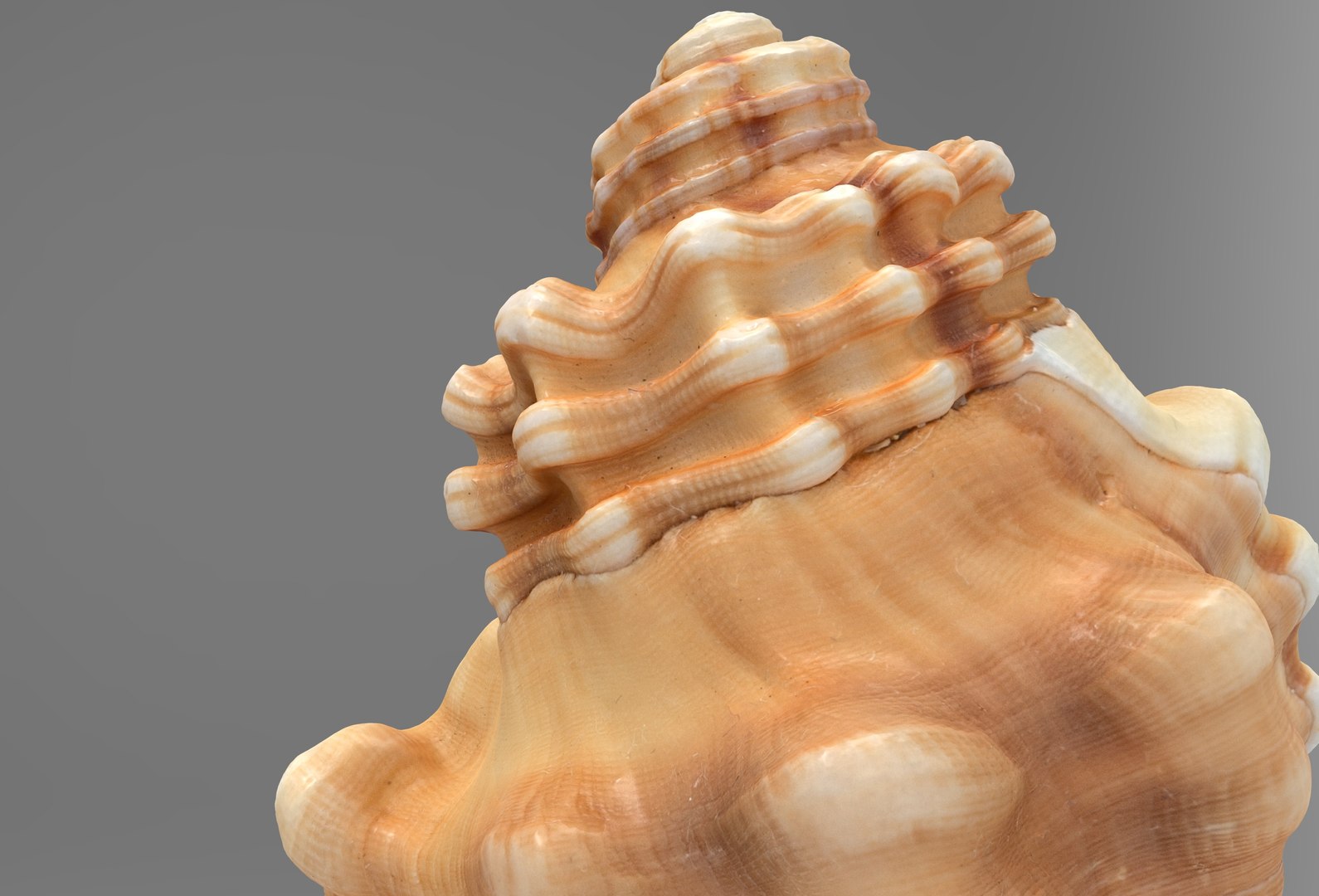 3D Sea Shells set 2 - TurboSquid 2079085