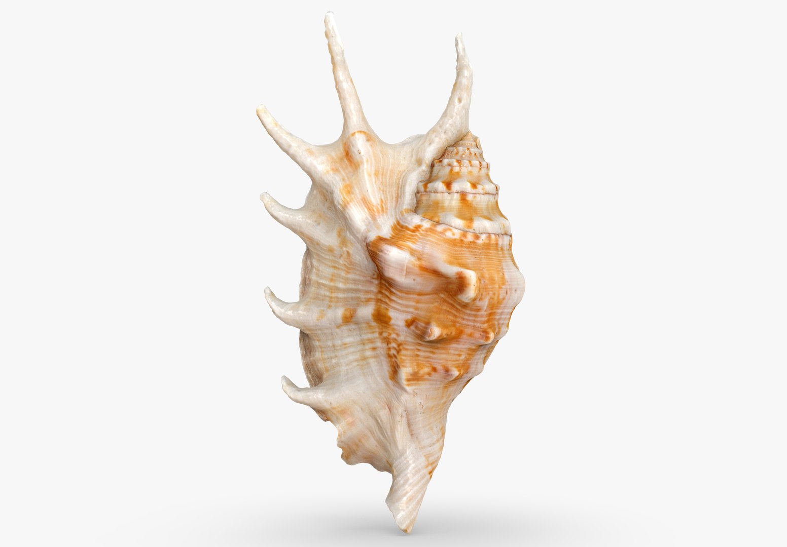 3D Sea Shells set 2 - TurboSquid 2079085