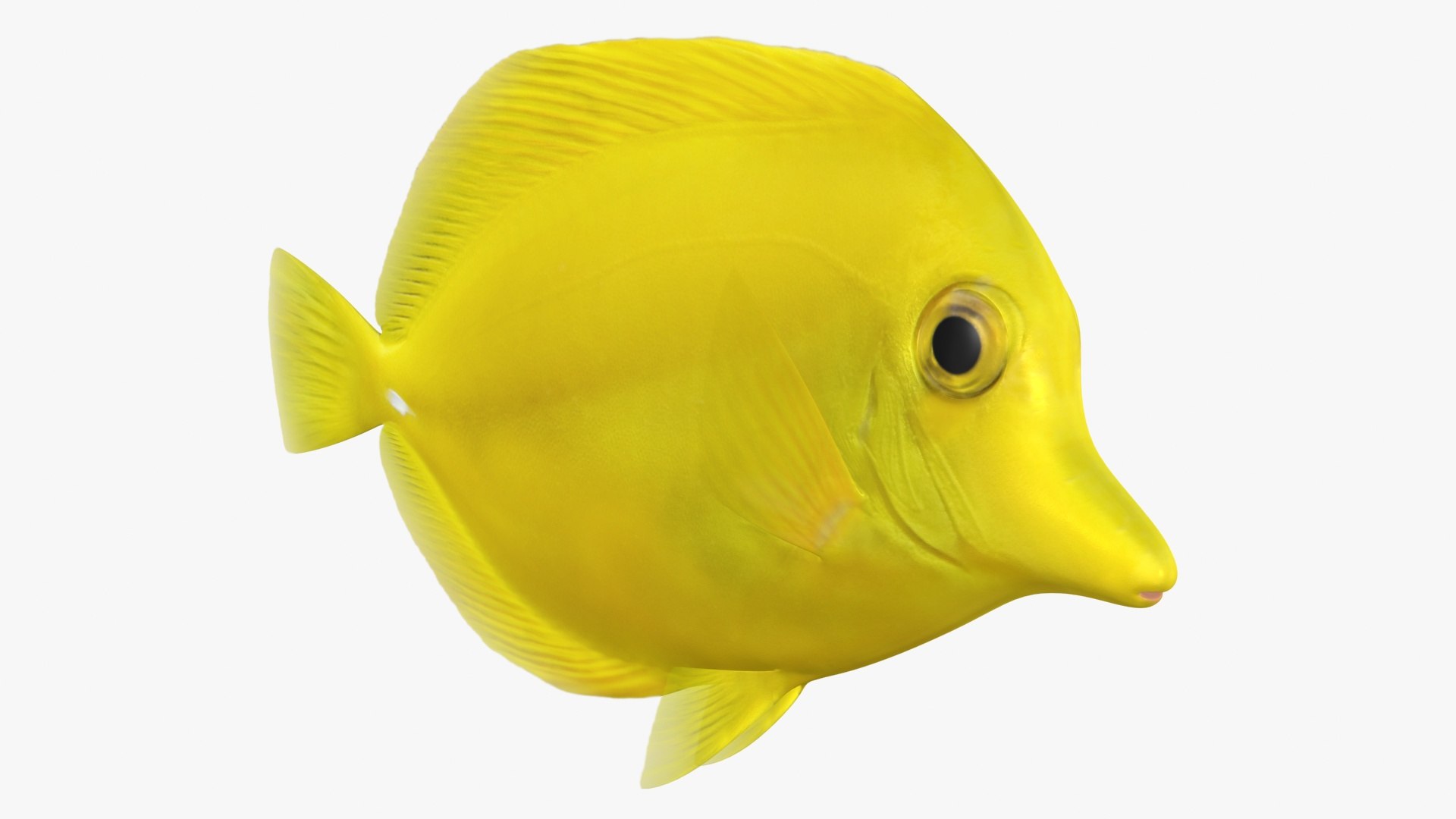 Saltwater fish 2 animation 3D model - TurboSquid 1514498