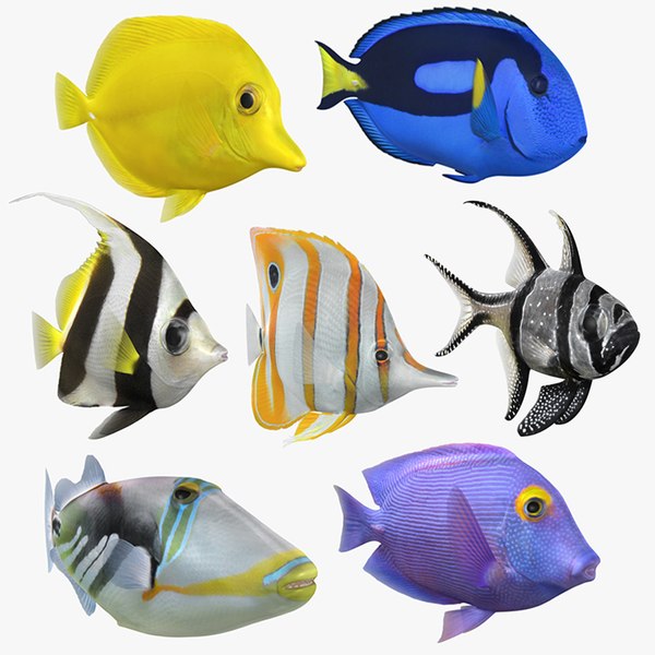 Yellow Tang 3D Models for Download | TurboSquid