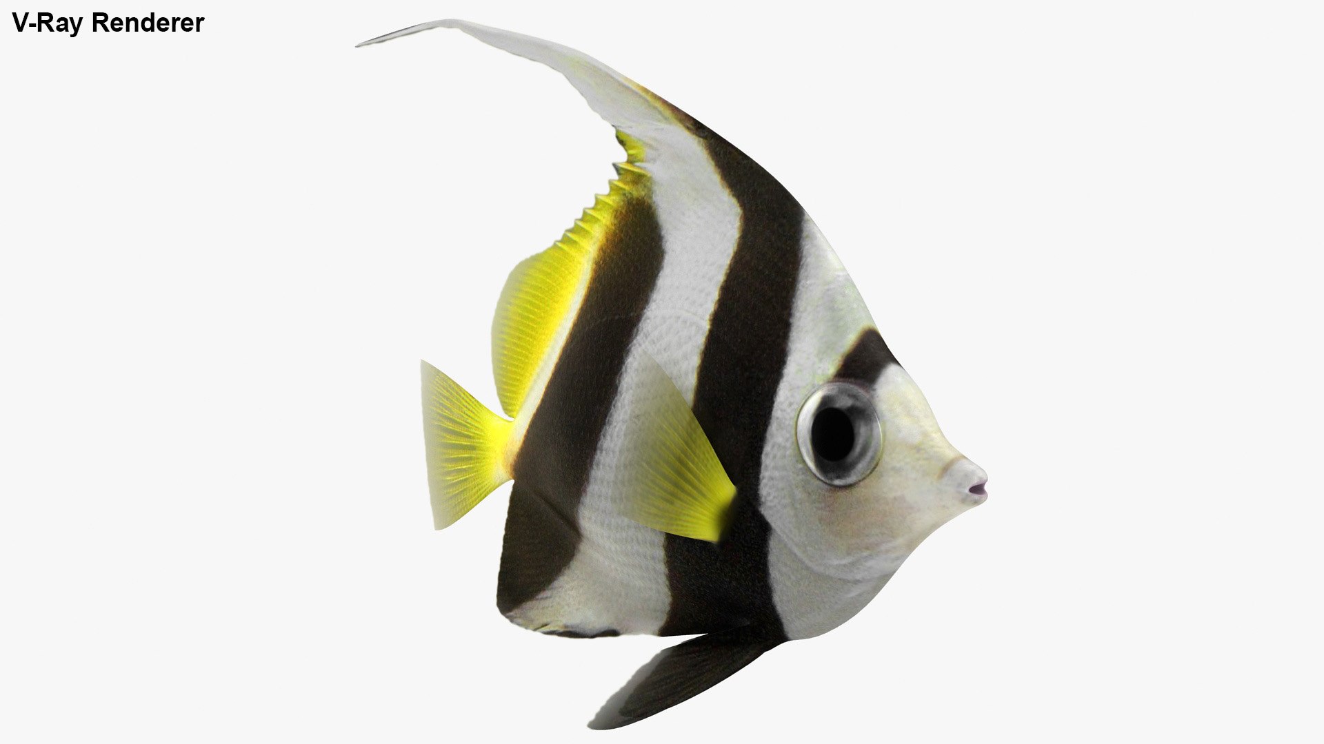 Saltwater Fish 2 Animation 3D Model - TurboSquid 1514498