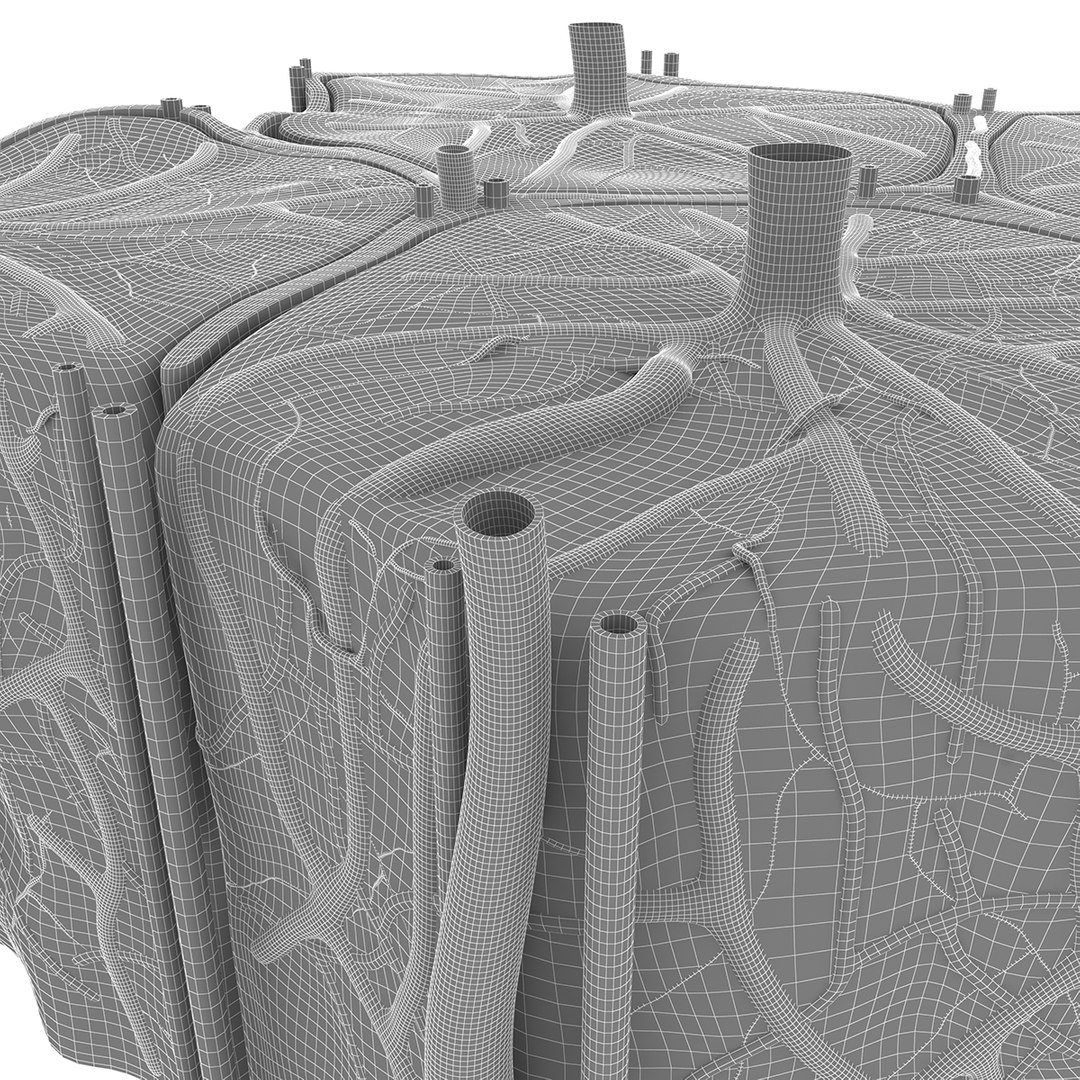 Correct Hepatic Lobules 3d Model