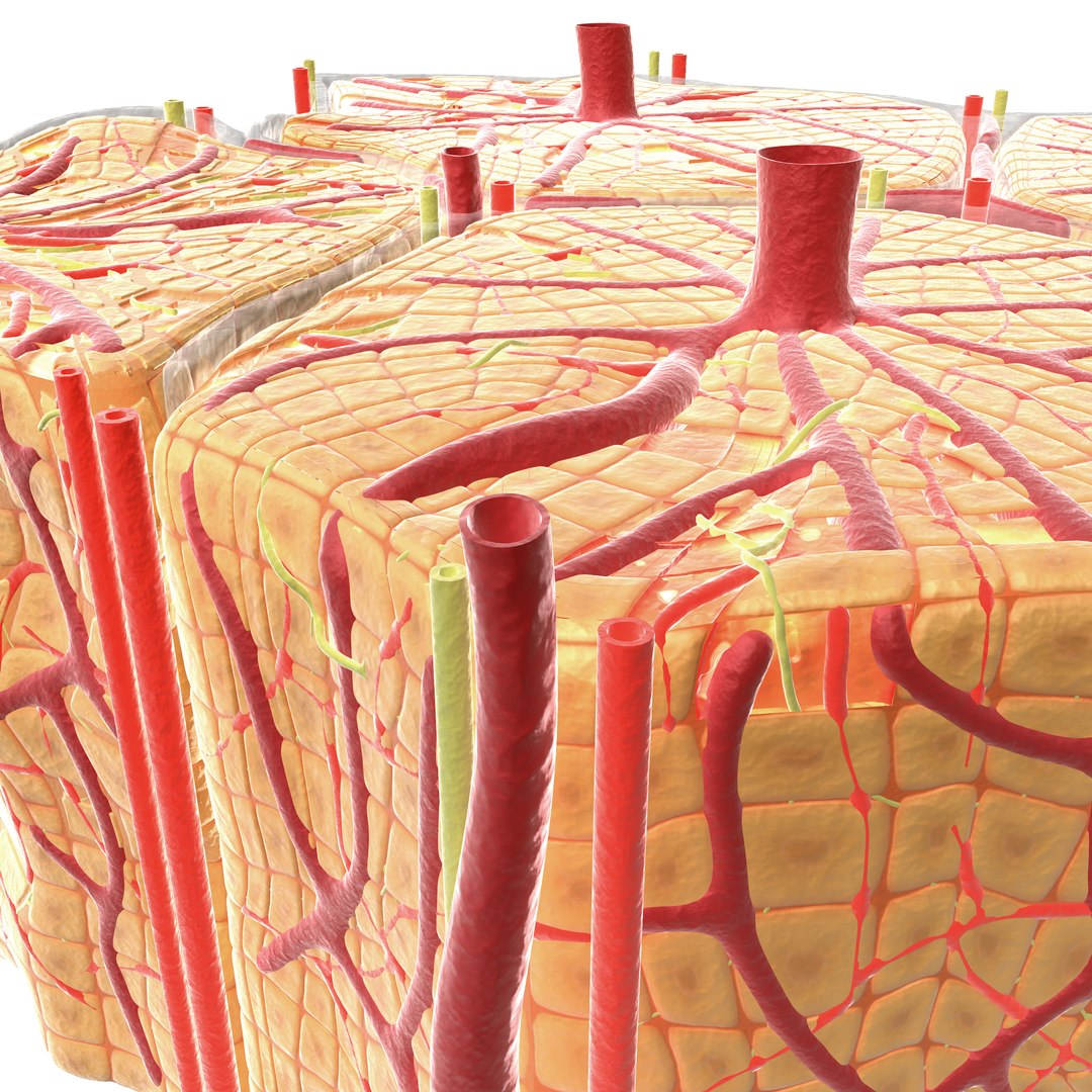 Correct Hepatic Lobules 3d Model