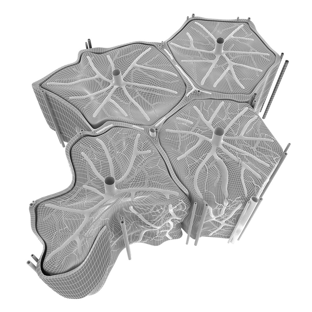 Correct Hepatic Lobules 3d Model