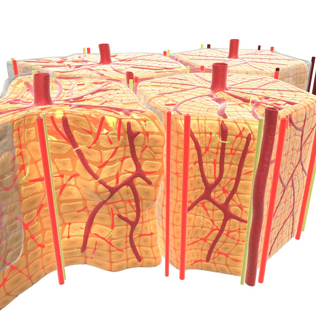 Correct Hepatic Lobules 3d Model