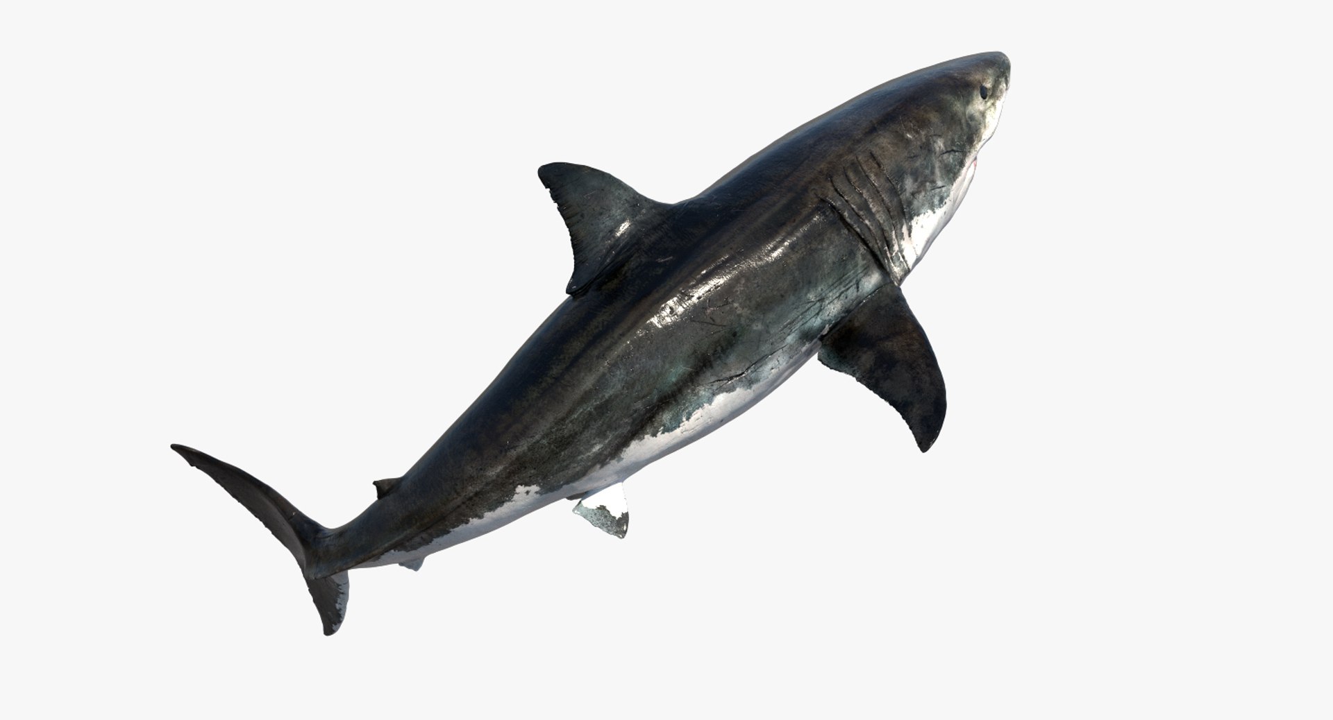 Realistic Shark Rigged 3D Model - TurboSquid 1359353