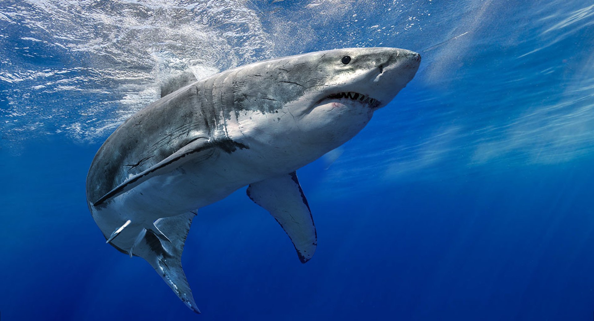 Realistic shark rigged 3D model - TurboSquid 1359353