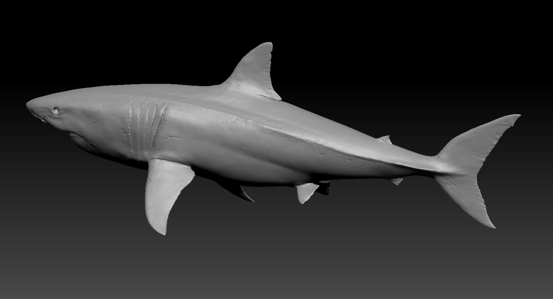 Realistic shark rigged 3D model - TurboSquid 1359353