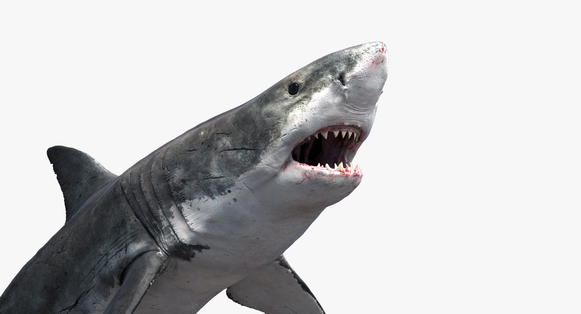 Realistic Shark Rigged 3D Model - TurboSquid 1359353