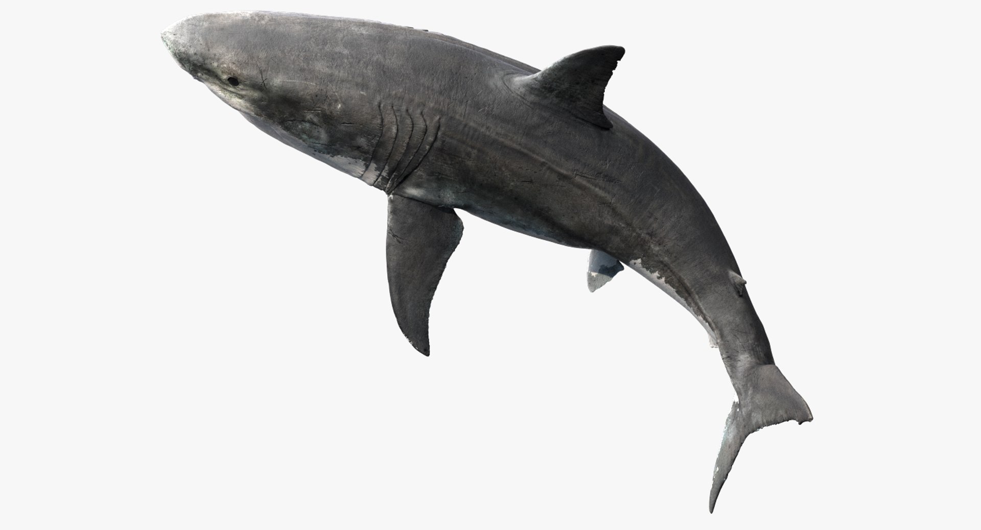 Realistic Shark Rigged 3D Model - TurboSquid 1359353