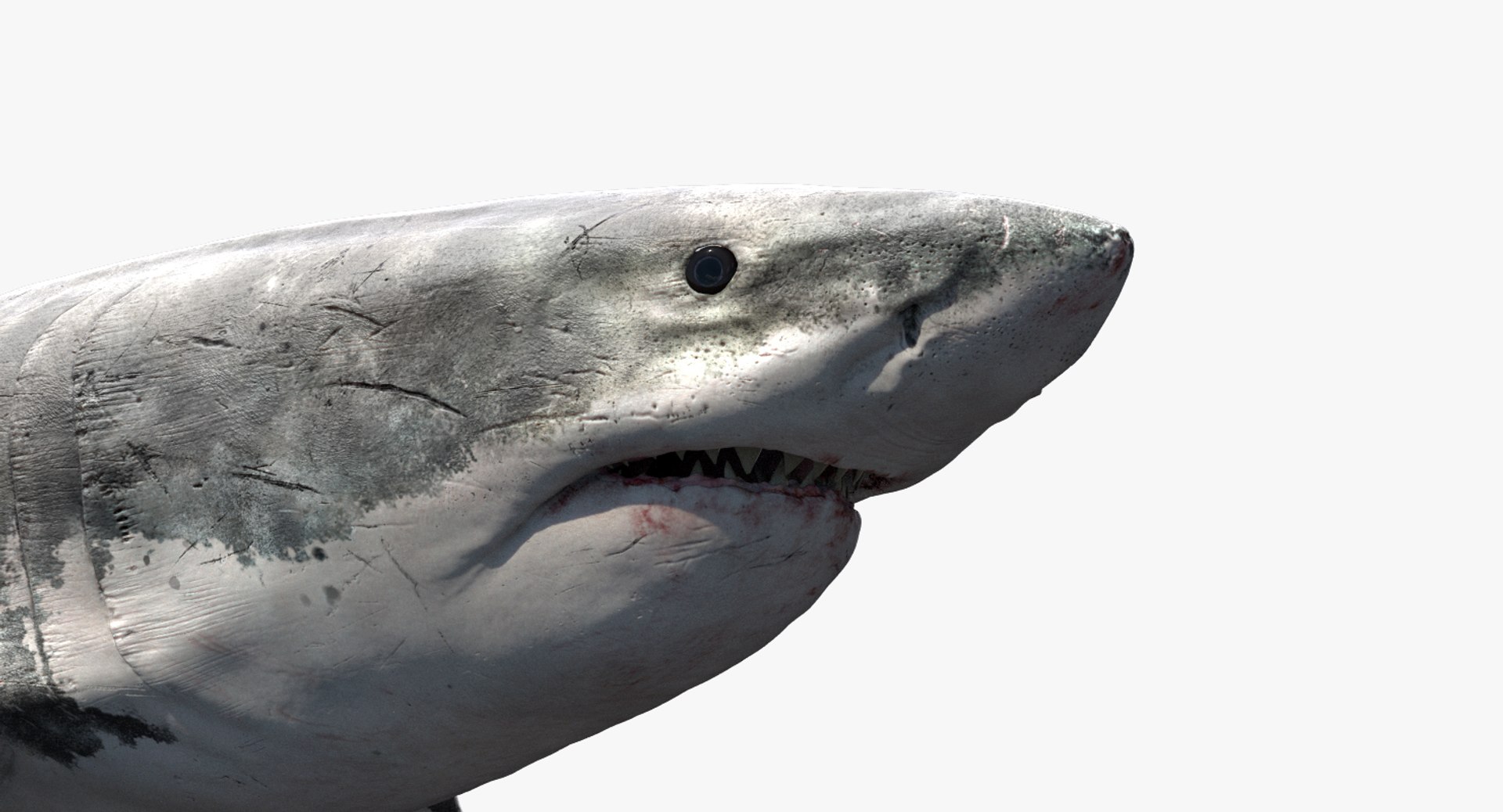 Realistic Shark Rigged 3D Model - TurboSquid 1359353