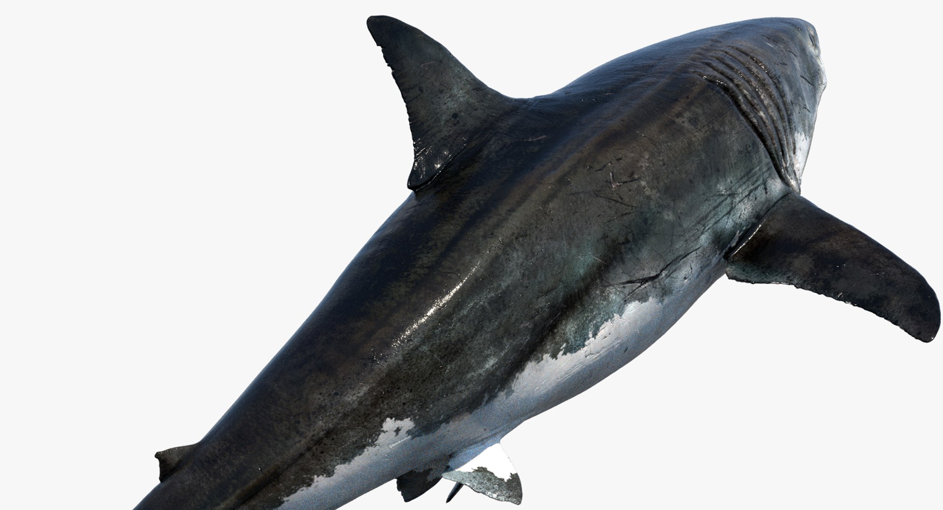 Realistic Shark Rigged 3D Model - TurboSquid 1359353