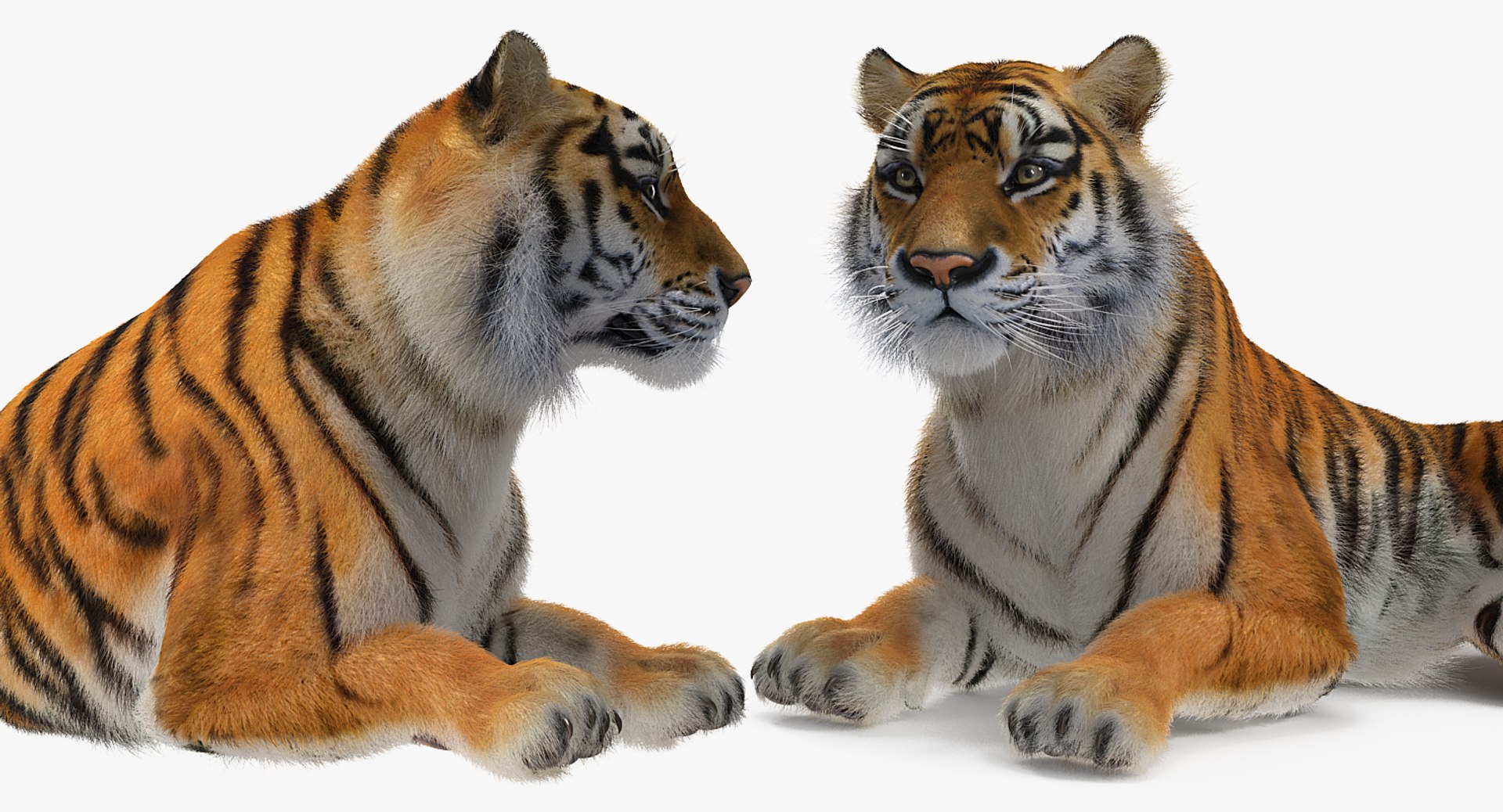 3D Lying Tiger Fur Model - TurboSquid 1272199