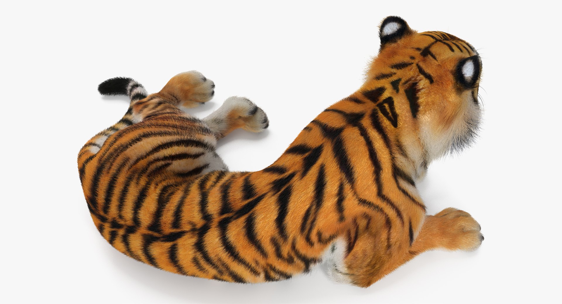 3D Lying Tiger Fur Model - TurboSquid 1272199