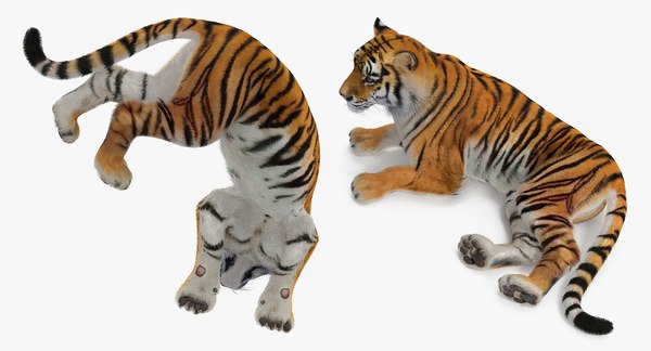 3D lying tiger fur model - TurboSquid 1272199