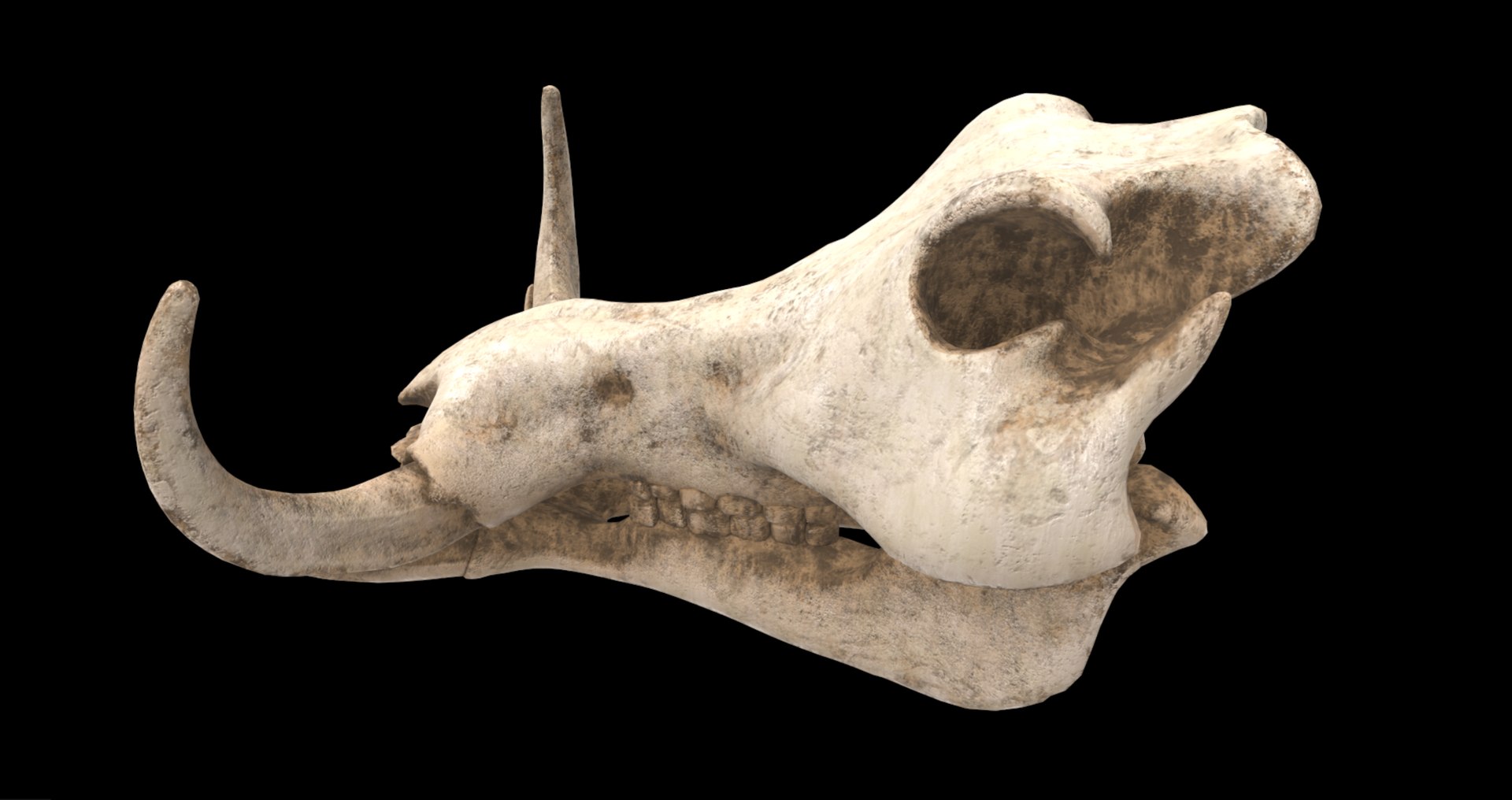 3D Model Warthog Skull - TurboSquid 2278366