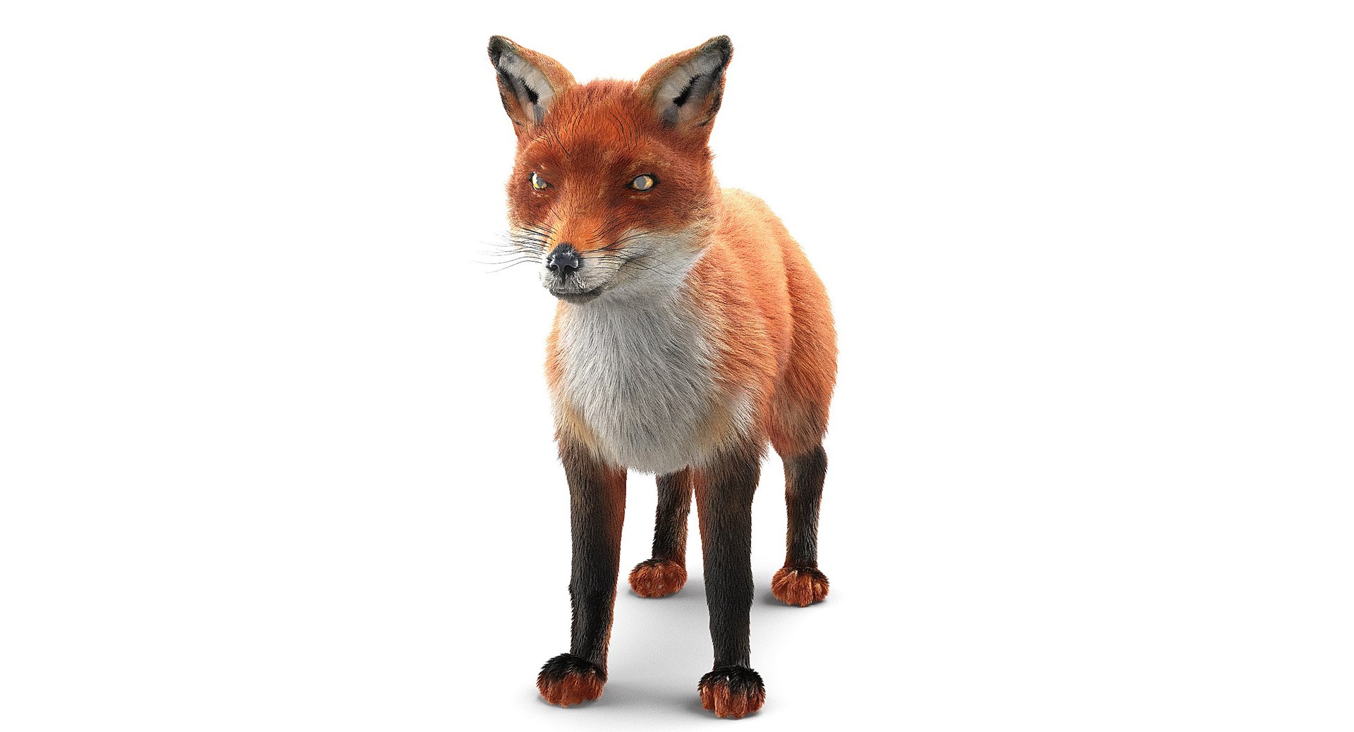 Fox Ornatrix Zbrush 3d Model