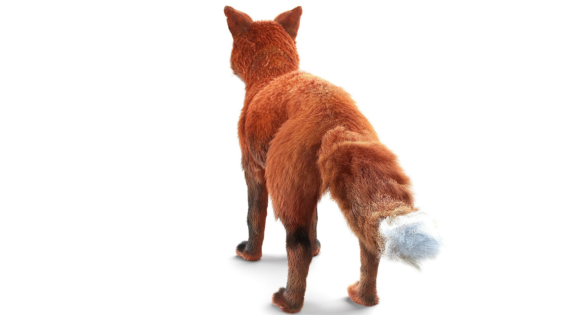 Fox Ornatrix Zbrush 3d Model