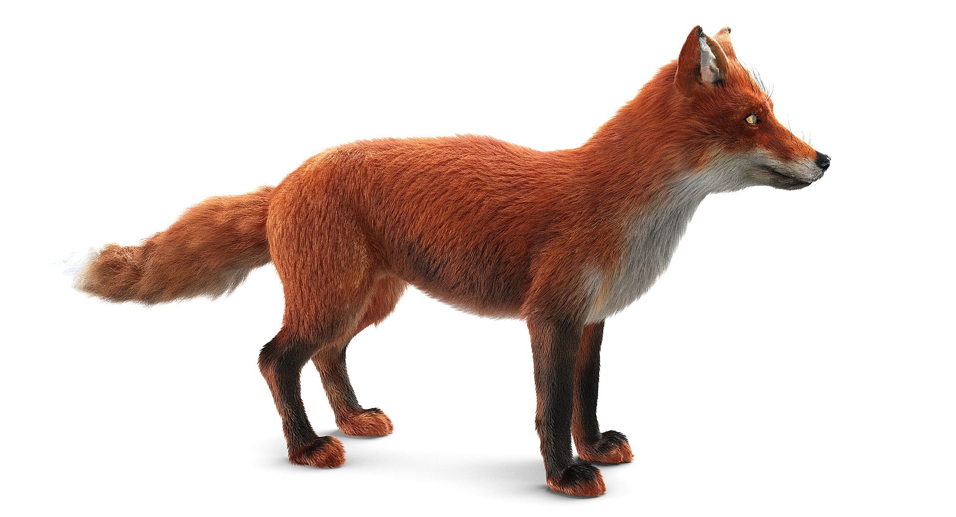 Fox Ornatrix Zbrush 3d Model