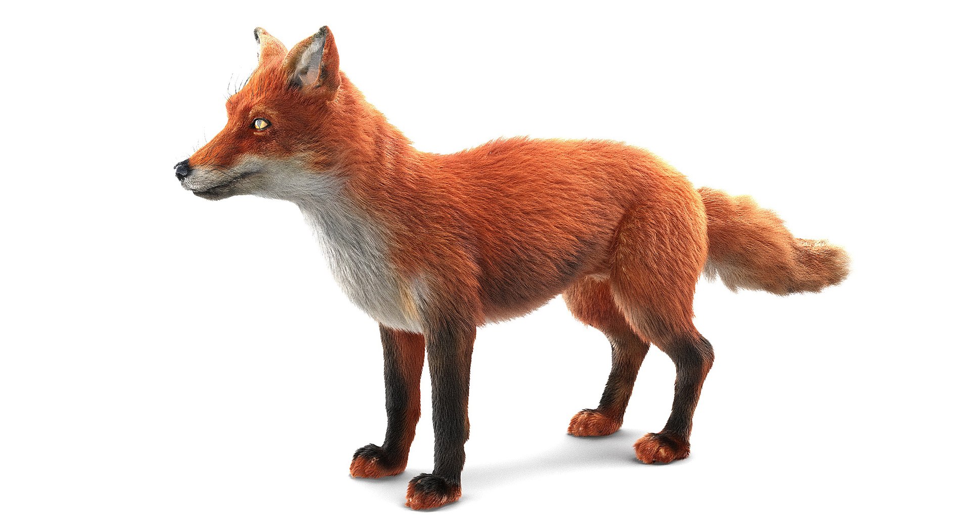 Fox Ornatrix Zbrush 3d Model