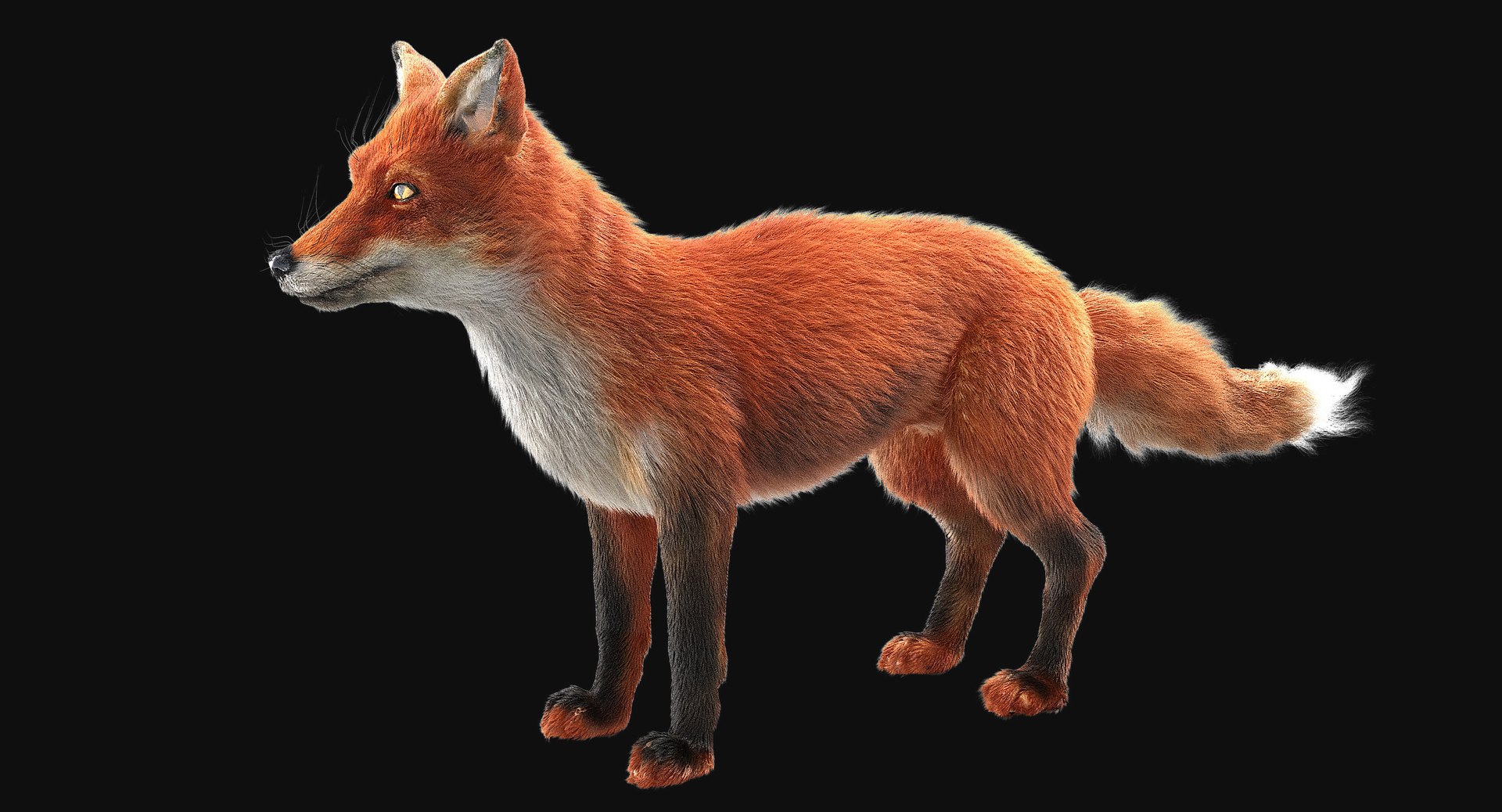 Fox Ornatrix Zbrush 3d Model