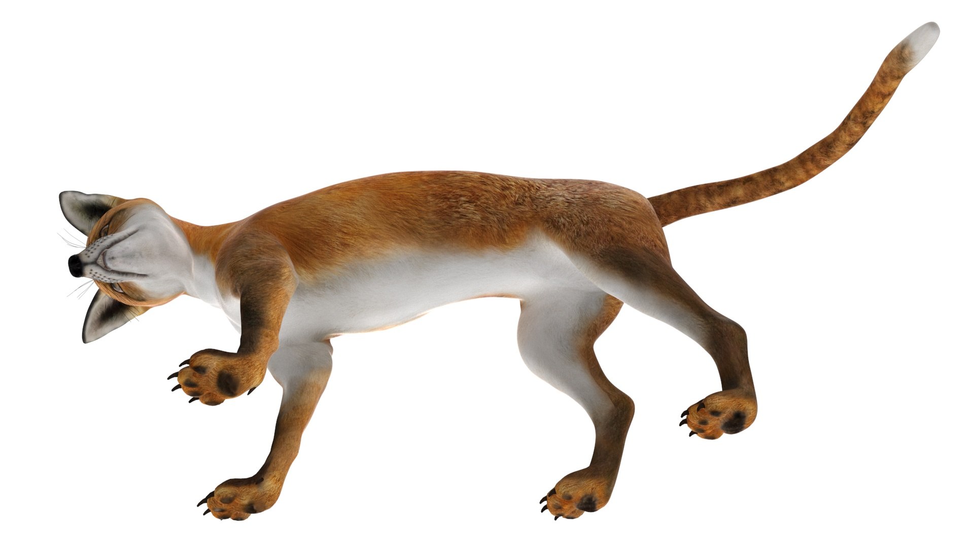3D Wild European Fox Rigged For Maya - TurboSquid 2220600