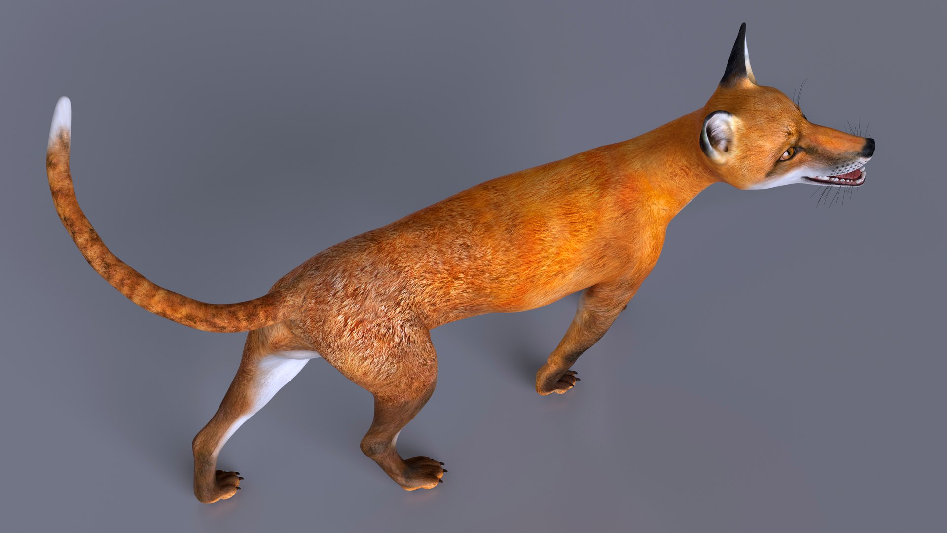 3D Wild European Fox Rigged For Maya - TurboSquid 2220600