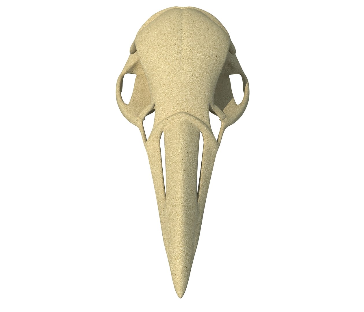 Bald Eagle Skull Model - TurboSquid 1178003
