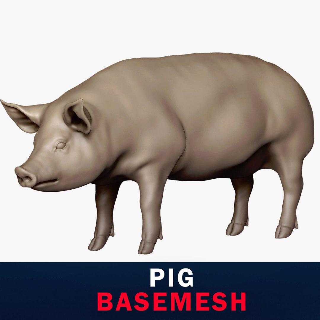 3D Pig Base Mesh 3D Model - TurboSquid 1863228
