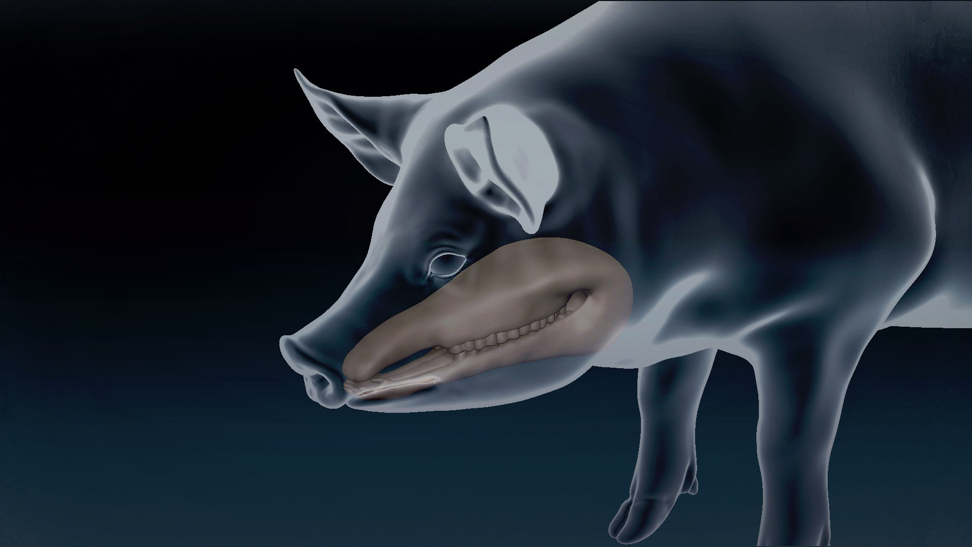 3D Pig Base Mesh 3D Model - TurboSquid 1863228