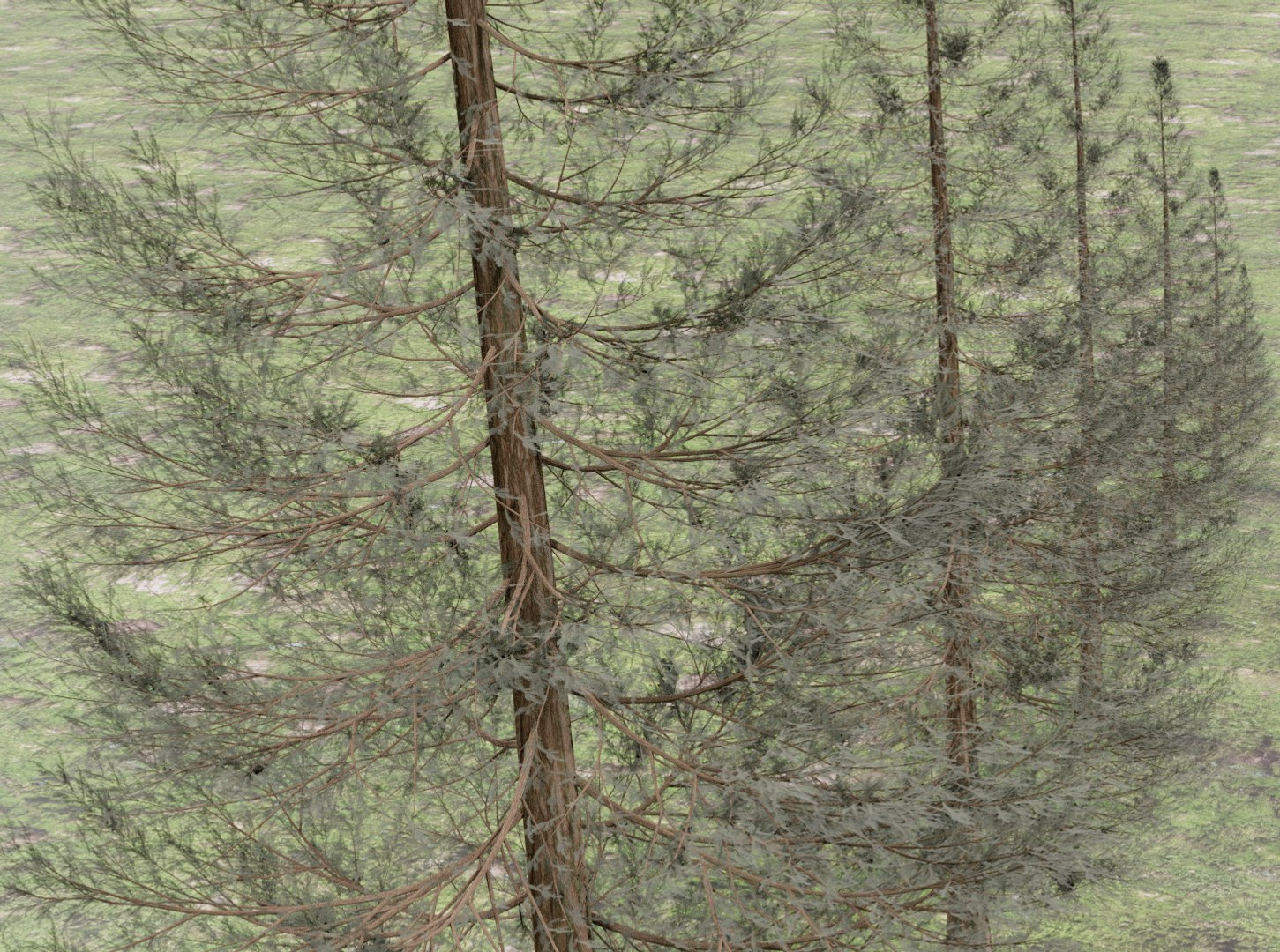 Free 3D Set Of Realistic Fir Trees - TurboSquid 1720817