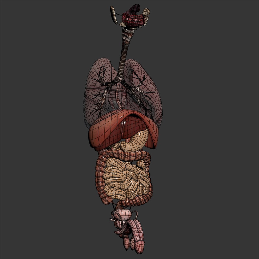 Human Internal Organs - 3d Model