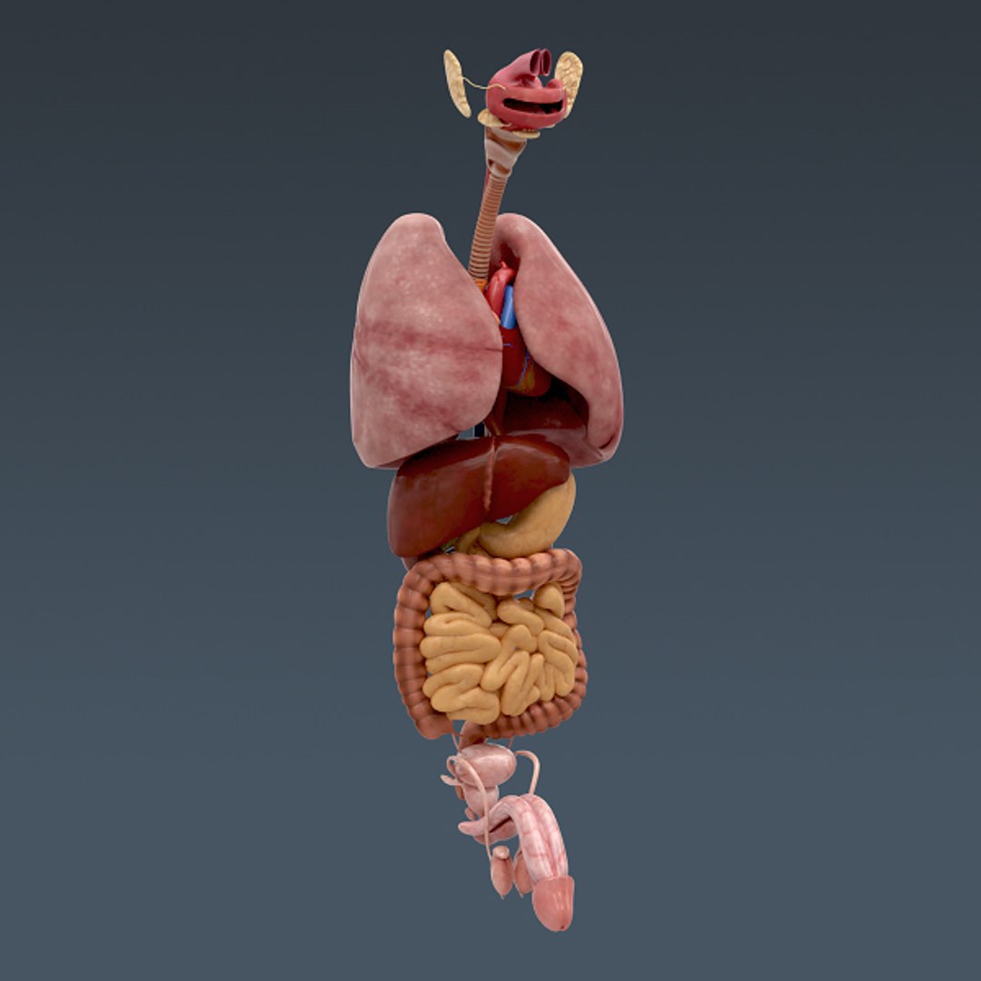 Human Internal Organs - 3d Model
