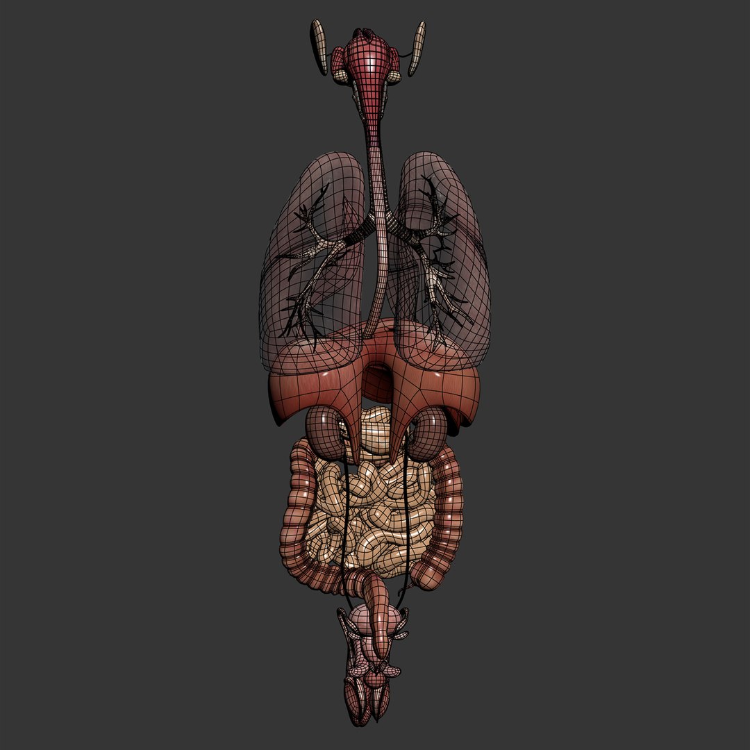 Human Internal Organs - 3d Model