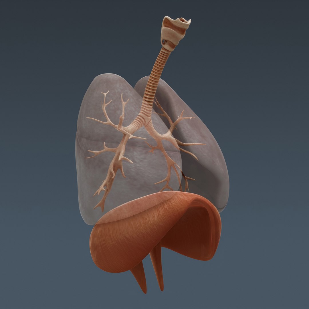 Human Internal Organs - 3d Model