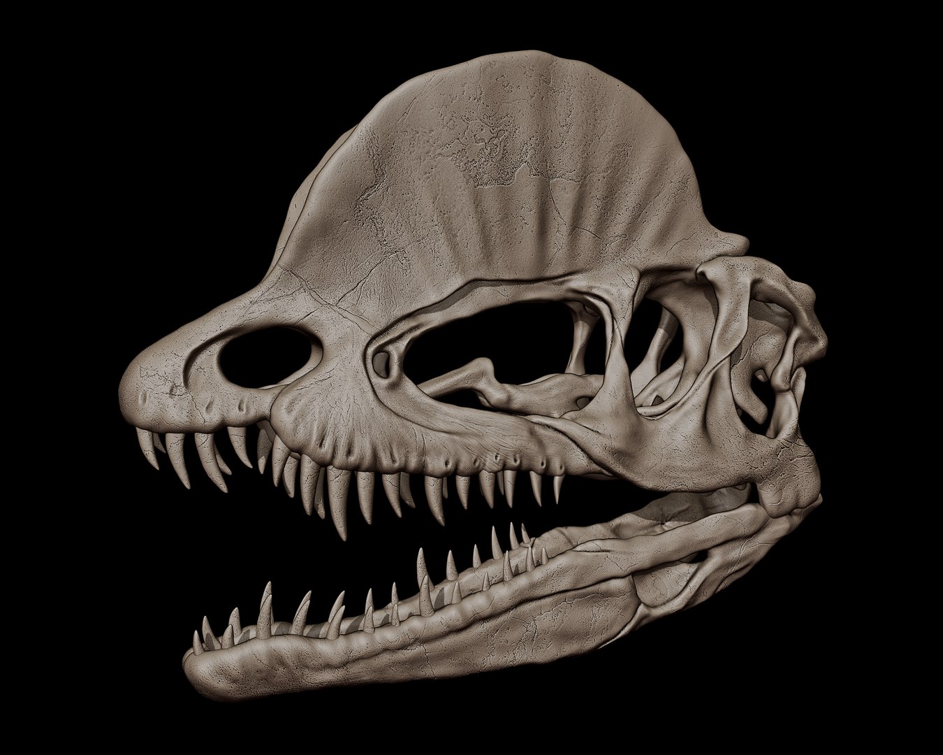 3D Model Dilophosaurus Skull - TurboSquid 2395189