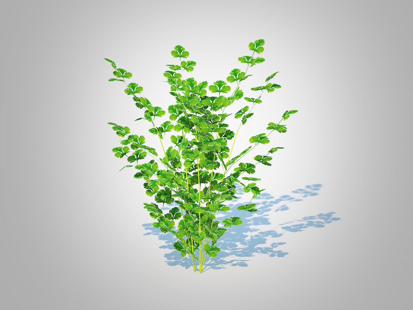 3D Parsley Model - TurboSquid 2316762
