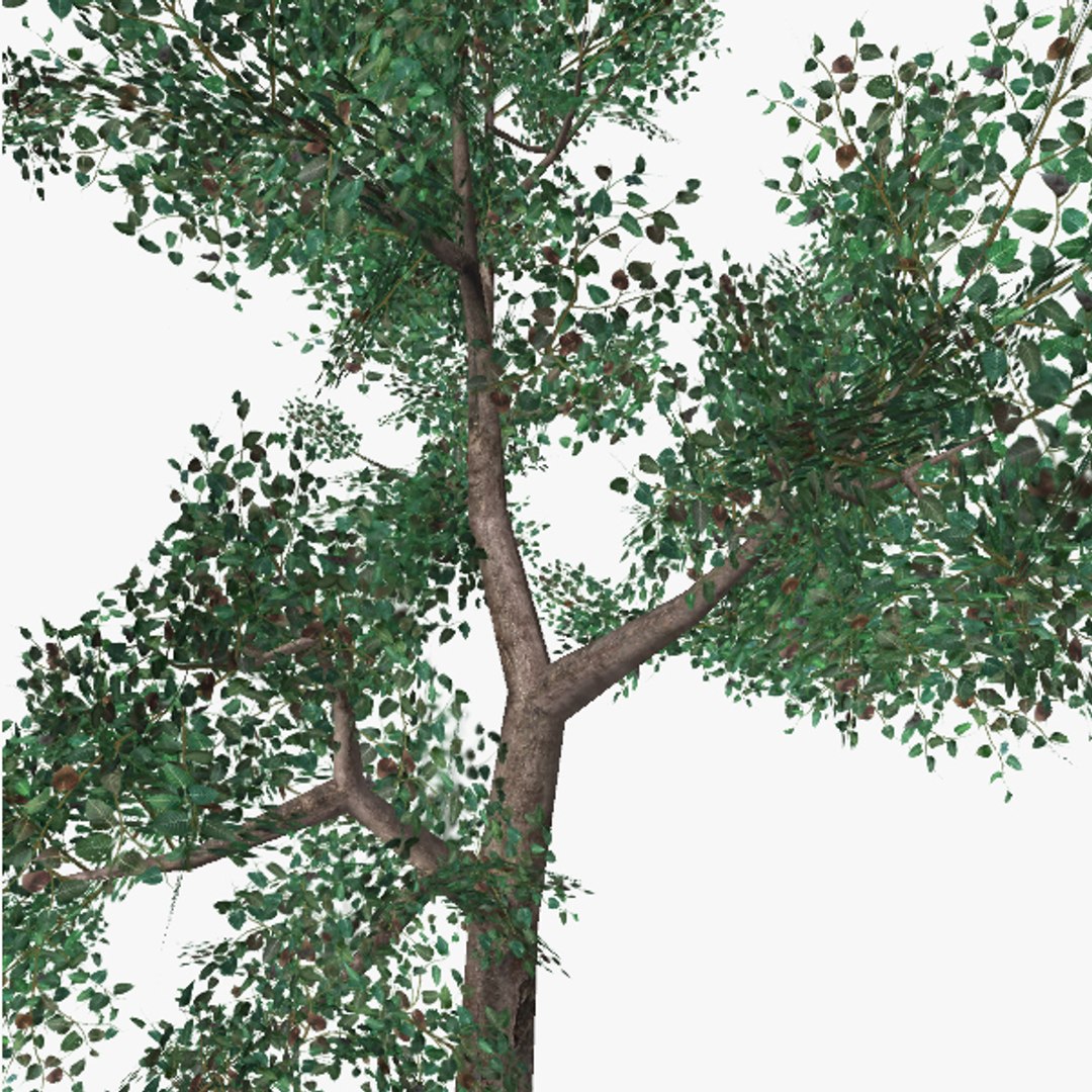 Tree 3d Max
